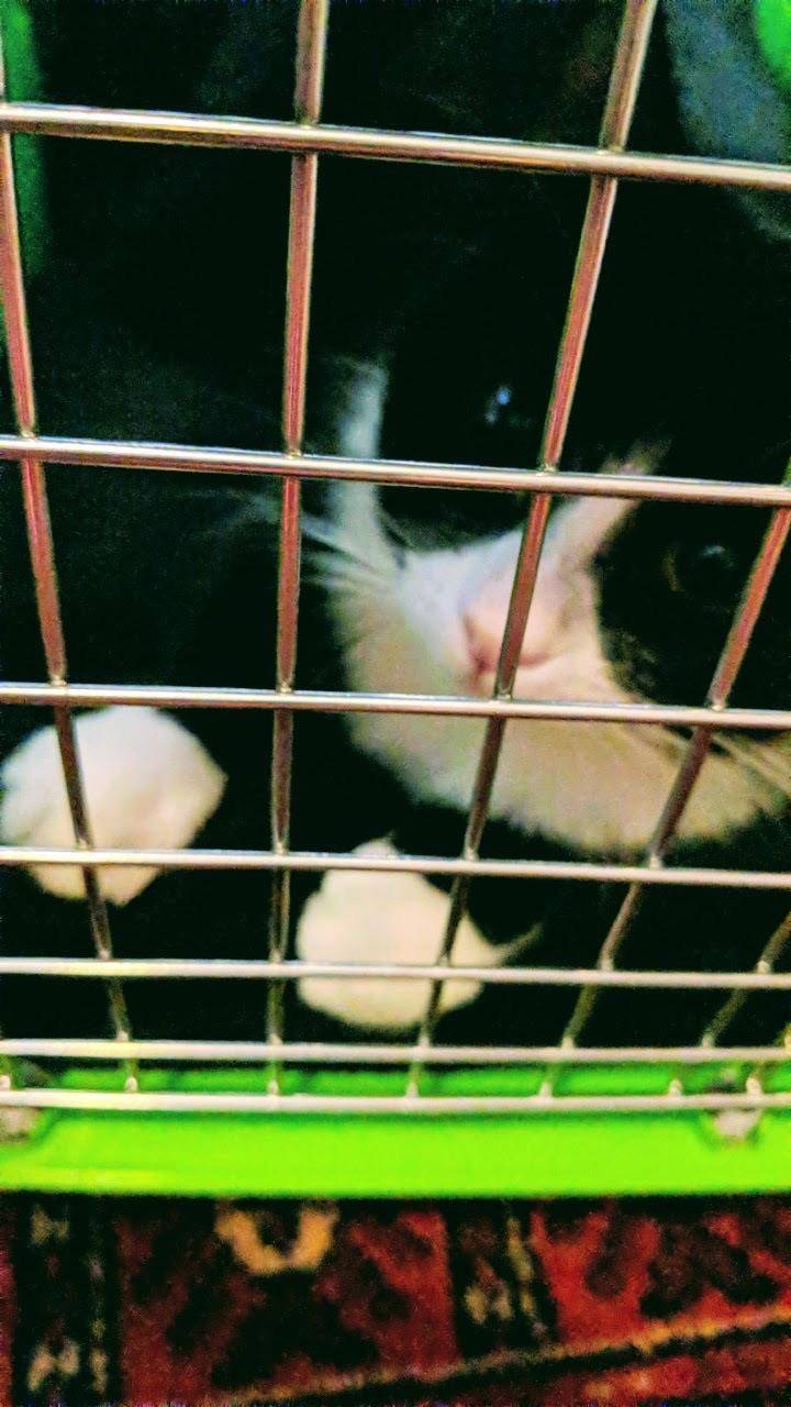 The day I adopted her | Scrolller