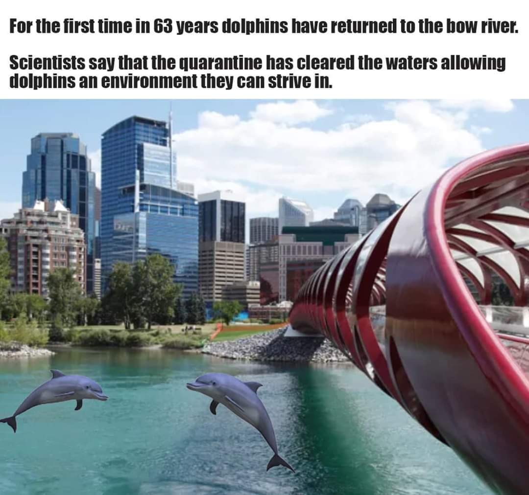 The dolphins are back | Scrolller