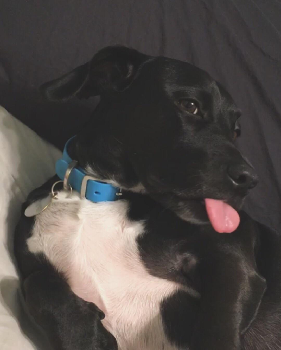 the elusive birthday boy blop! | Scrolller