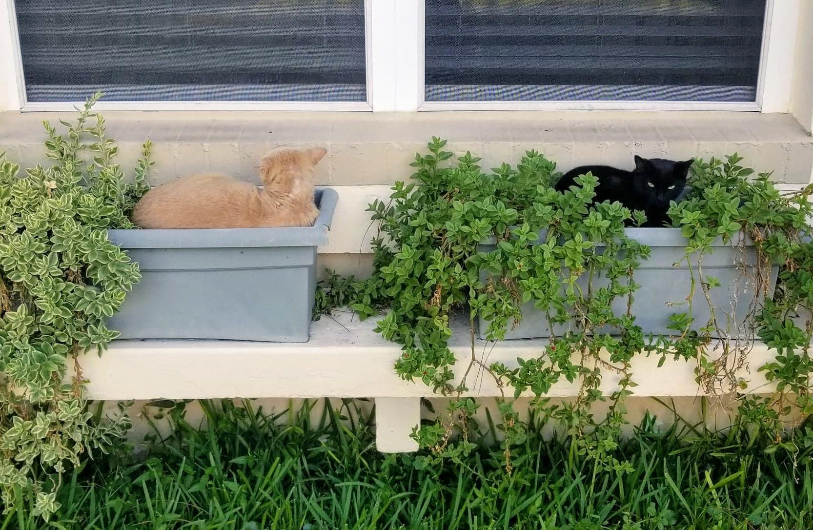 The Elusive Prickly Catfruit. | Scrolller