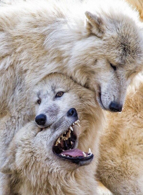 The entire frame is wolves | Scrolller