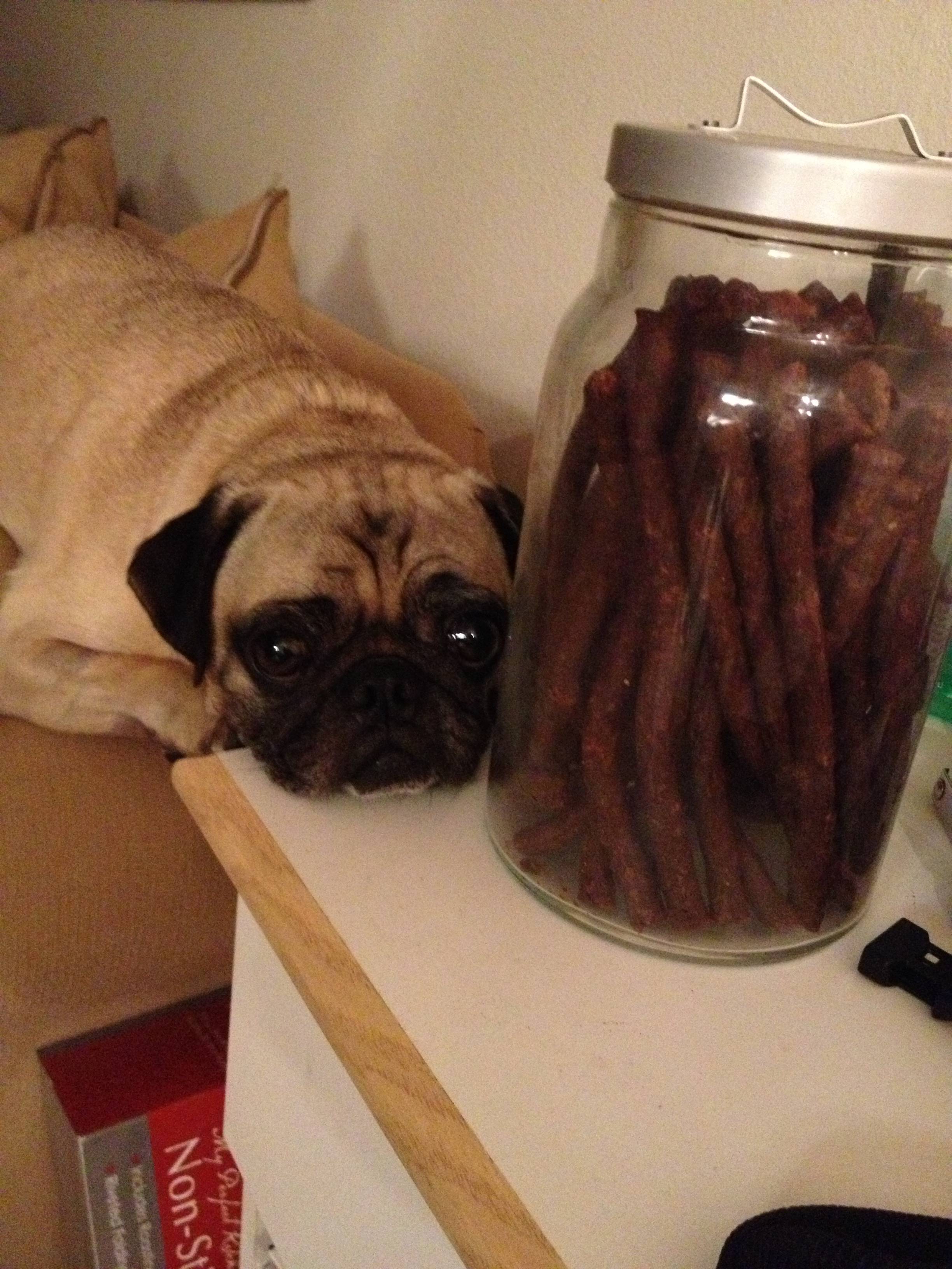 The essence of torture is a see-through treat jar | Scrolller