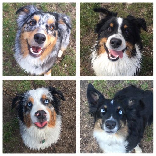 The “Fab 4” dog park buddies! | Scrolller