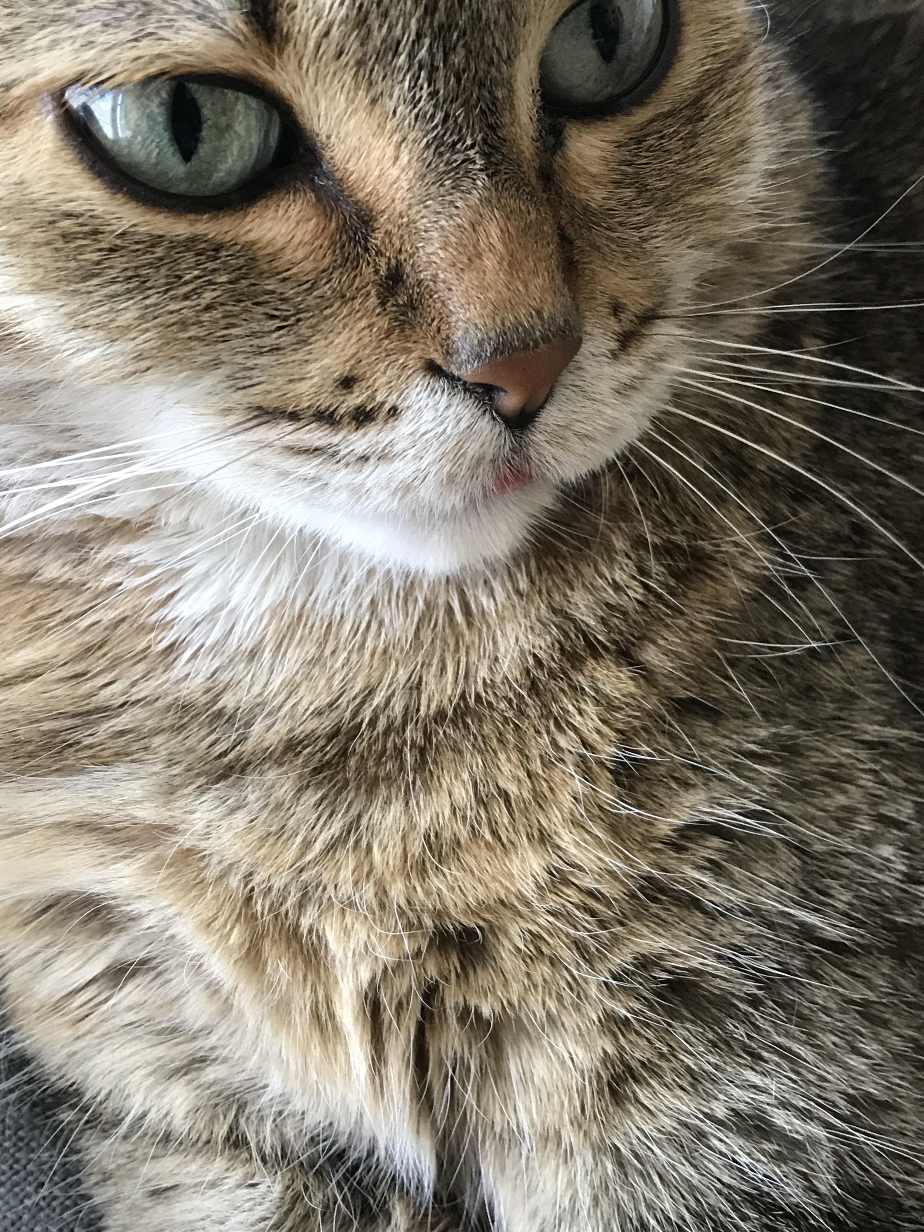 The first Blep ever from my girl and its a tiny one ! | Scrolller