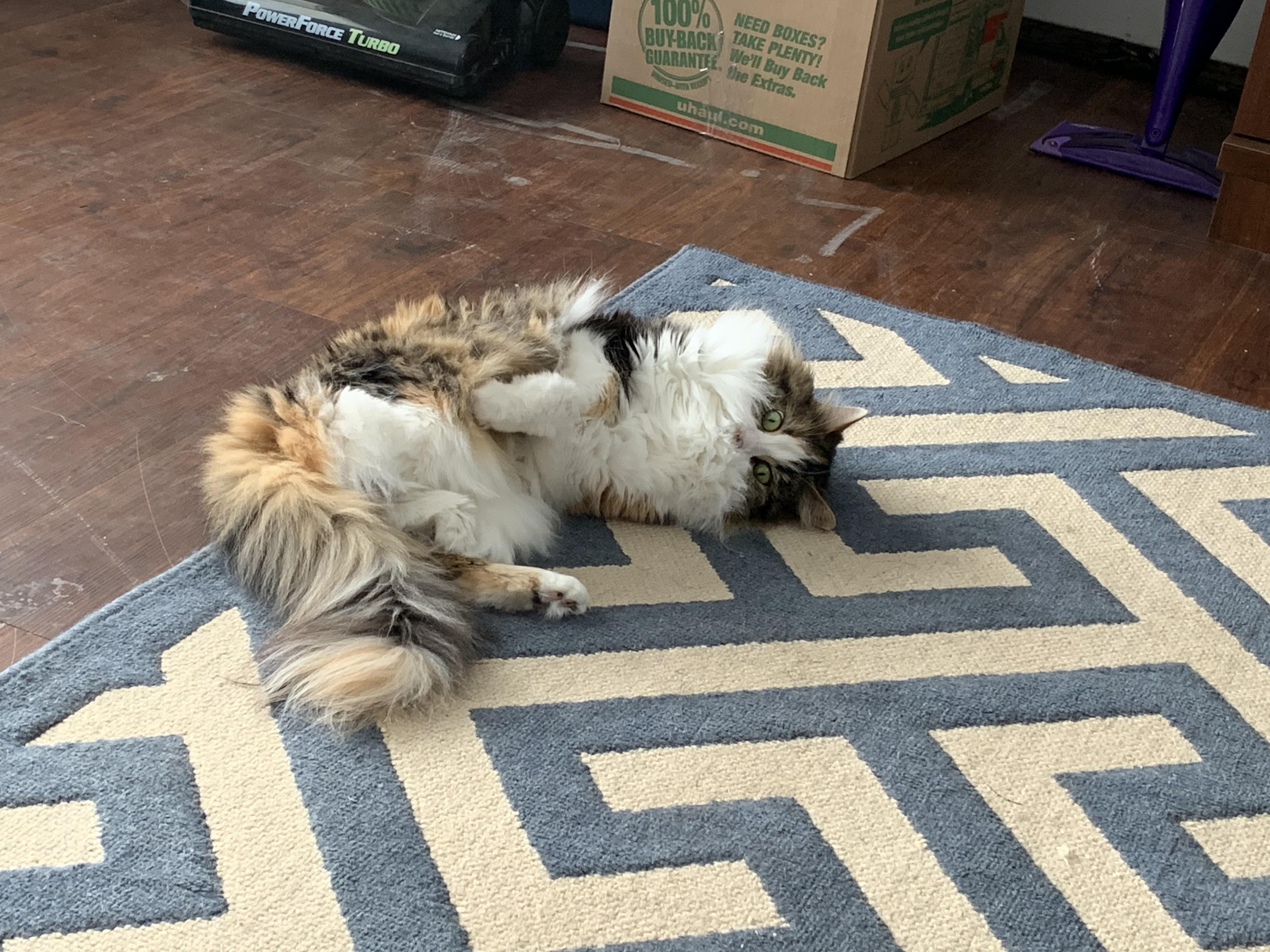 The first cat I’ve ever known to actually roll over for belly rubs. Can you spot her face behind ...