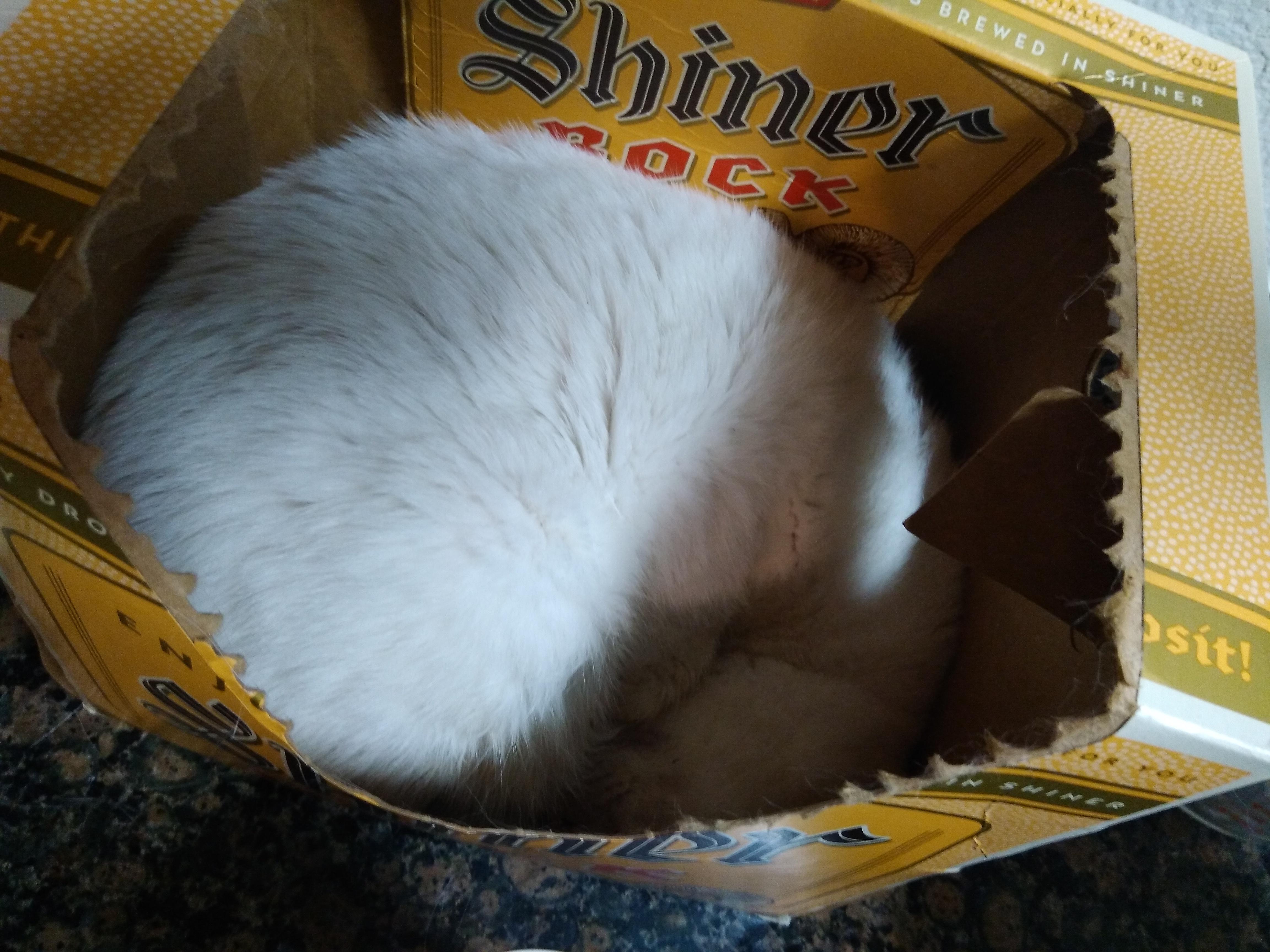 the fluffy circle stole the beer! | Scrolller