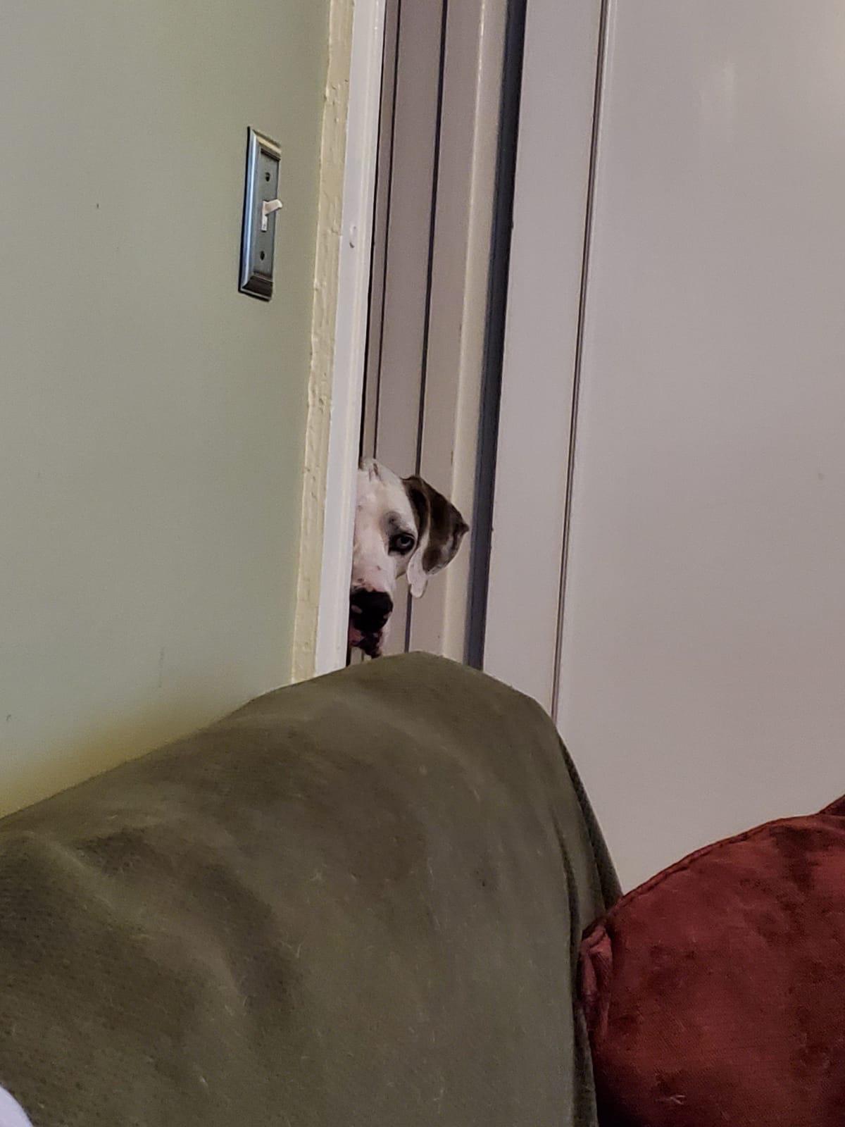 The GFs peeping Dane.... | Scrolller