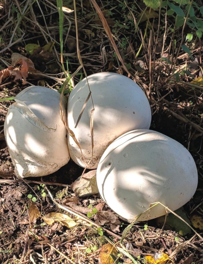 The Giant Puffball (Calvatia gigantea). (Image - Ashlynn Mori). | Scrolller