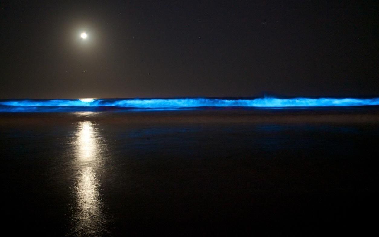 The Glowing Blue Tide At Juhu Beach in India | Scrolller