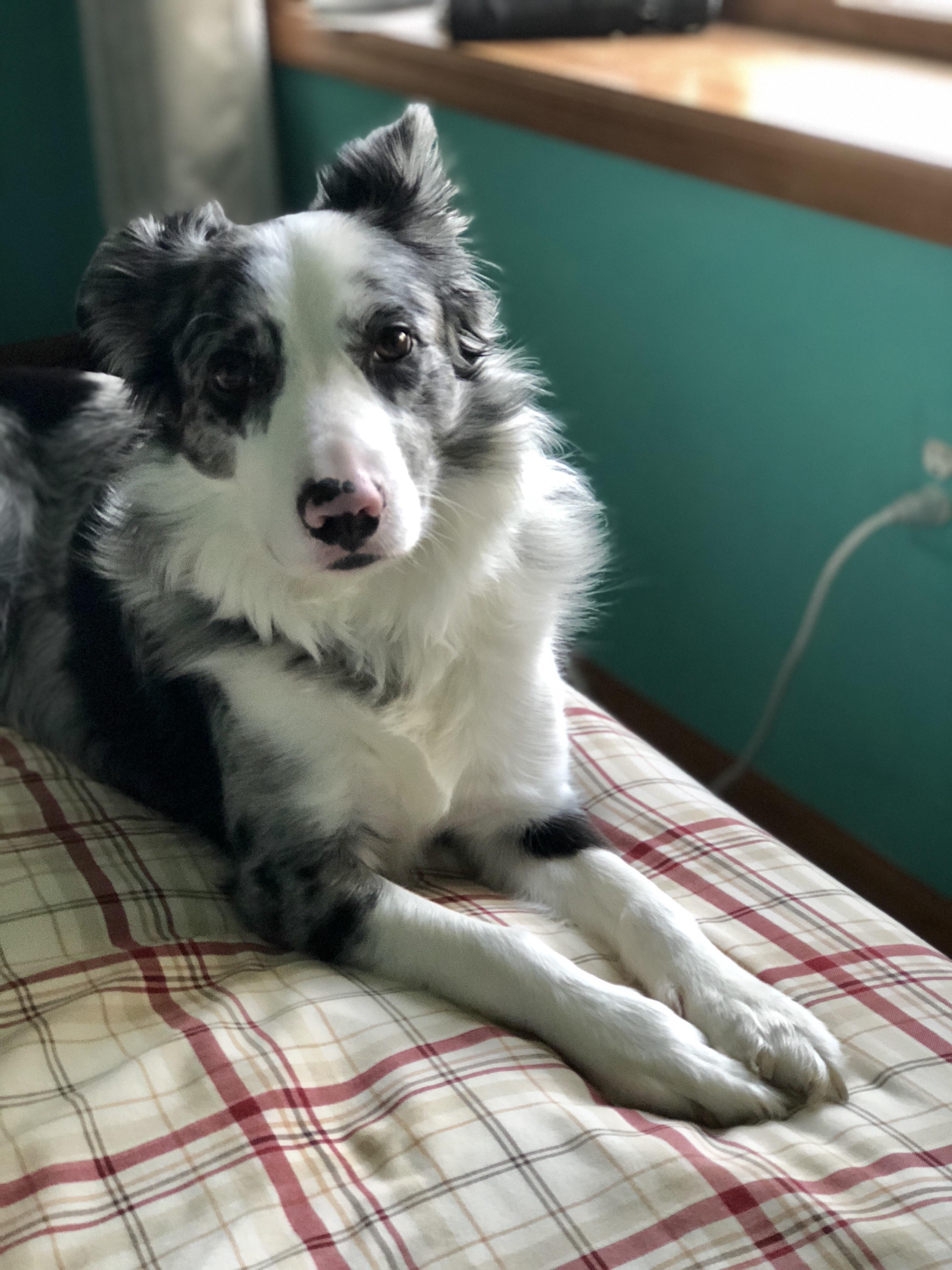 the goodest boy | Scrolller