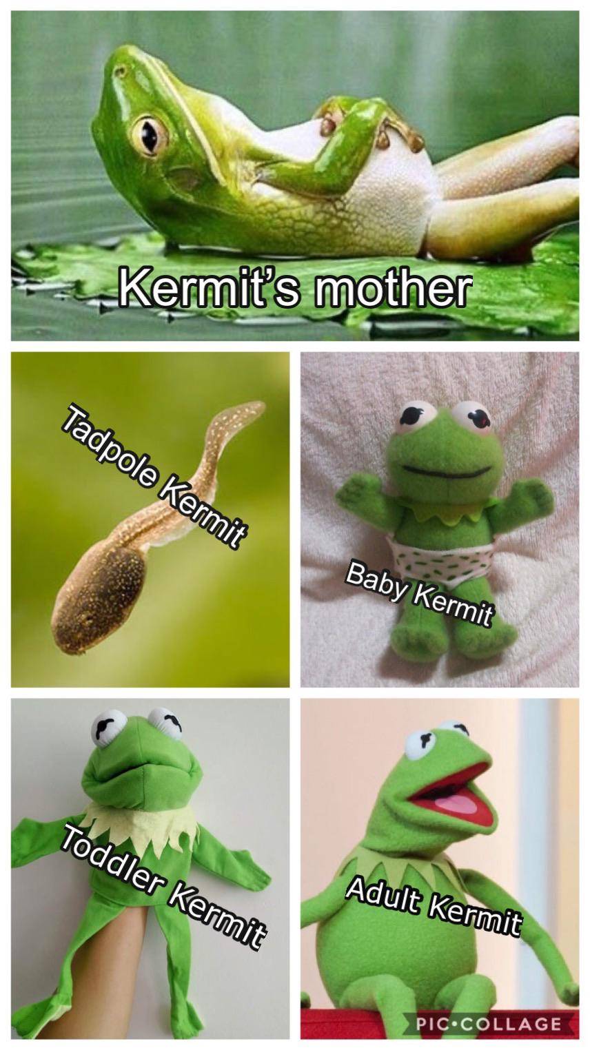 The growth of Kermit the frog #kermitthefrog | Scrolller