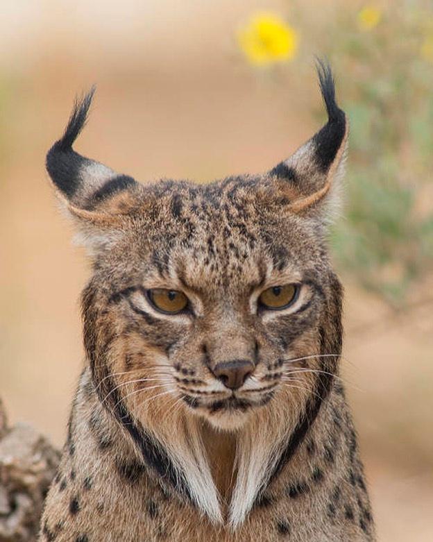 🔥 The Iberian Lynx | Scrolller