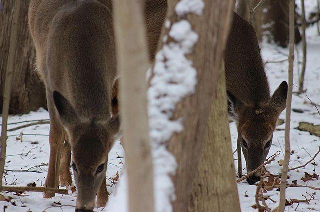 The infamous UTM deer | Scrolller