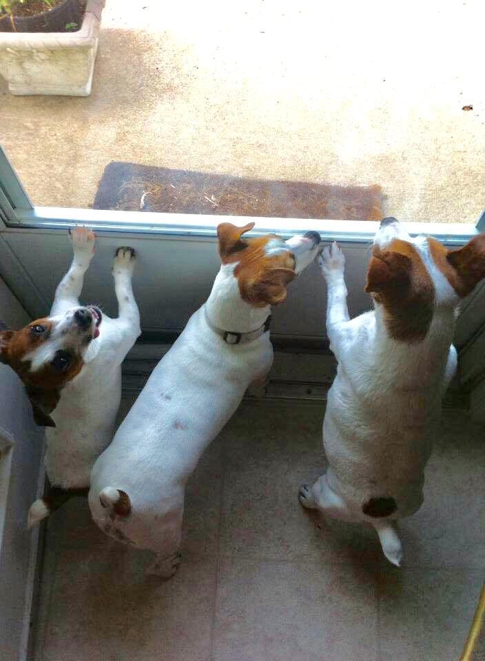 The jack pack 🐶 (aka triple trouble) | Scrolller