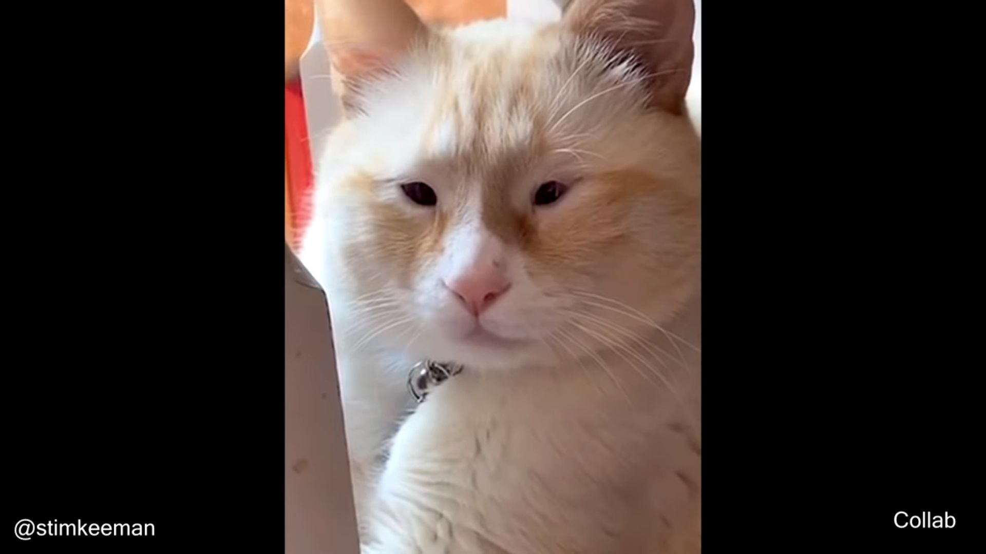 The Justin Gaethje of Cats | Scrolller