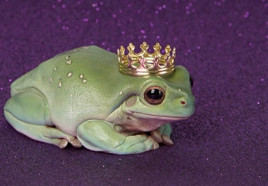 The king | Scrolller