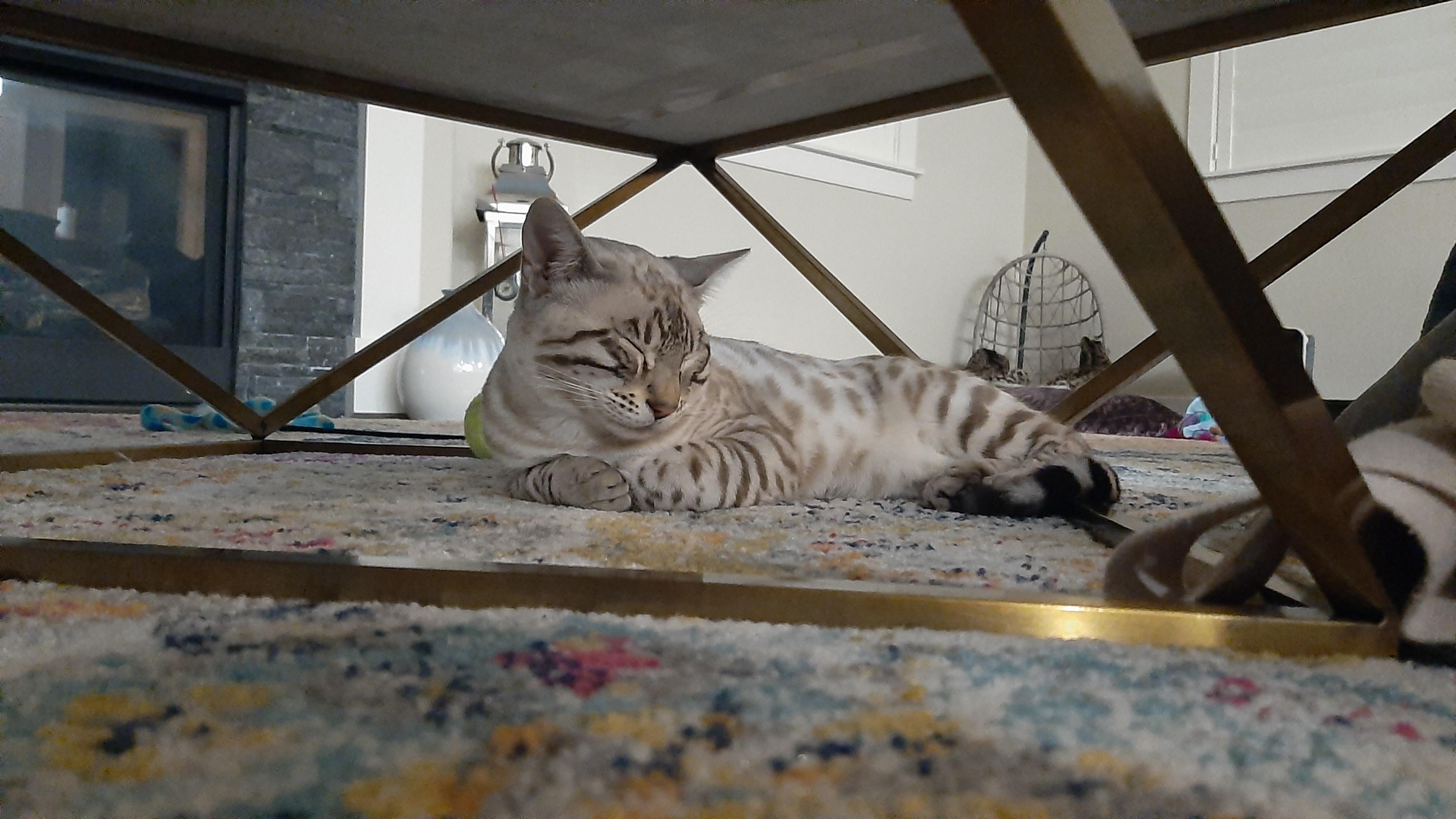 The king sleeps under the table! | Scrolller