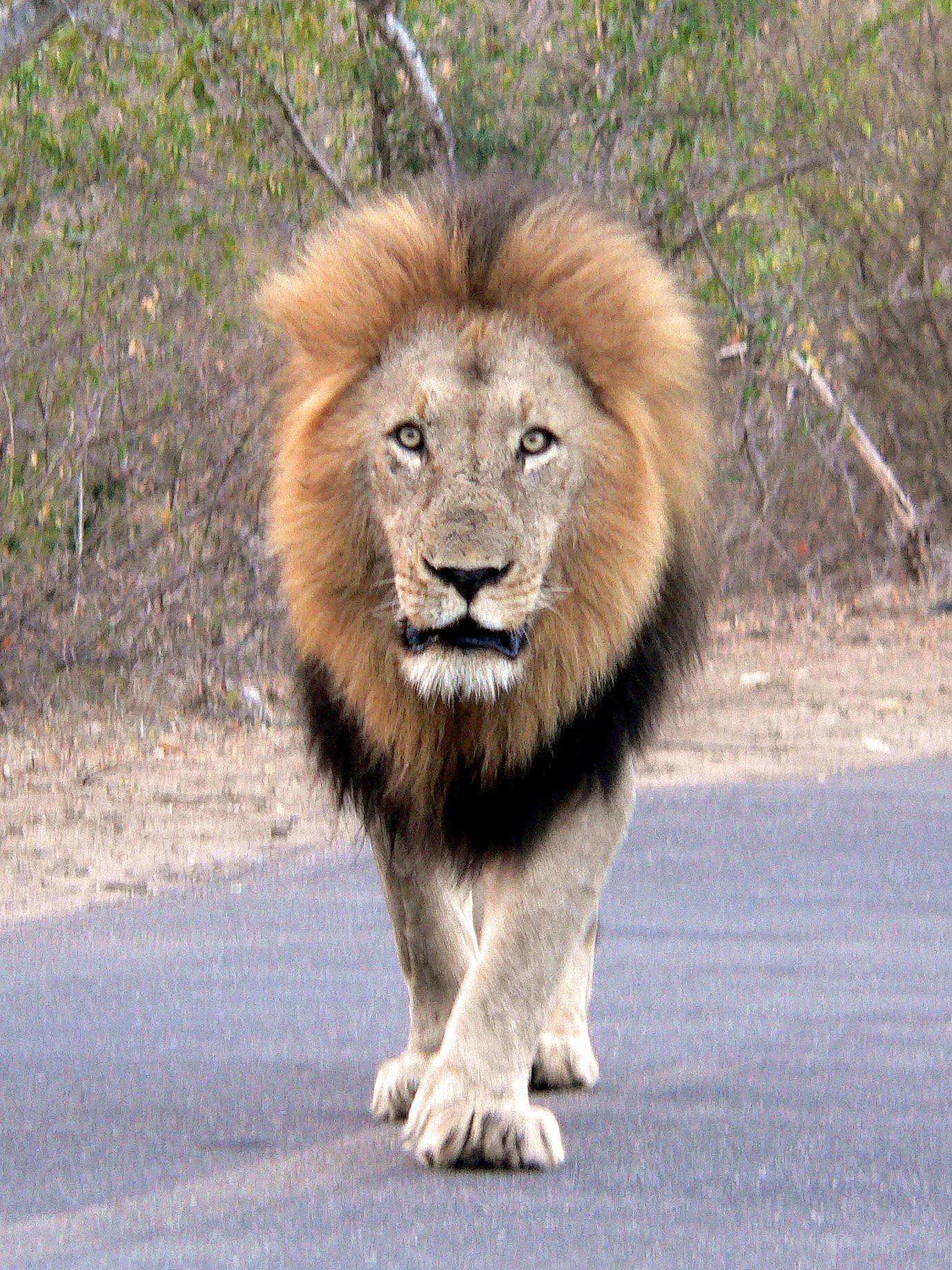 The Lion King | Scrolller