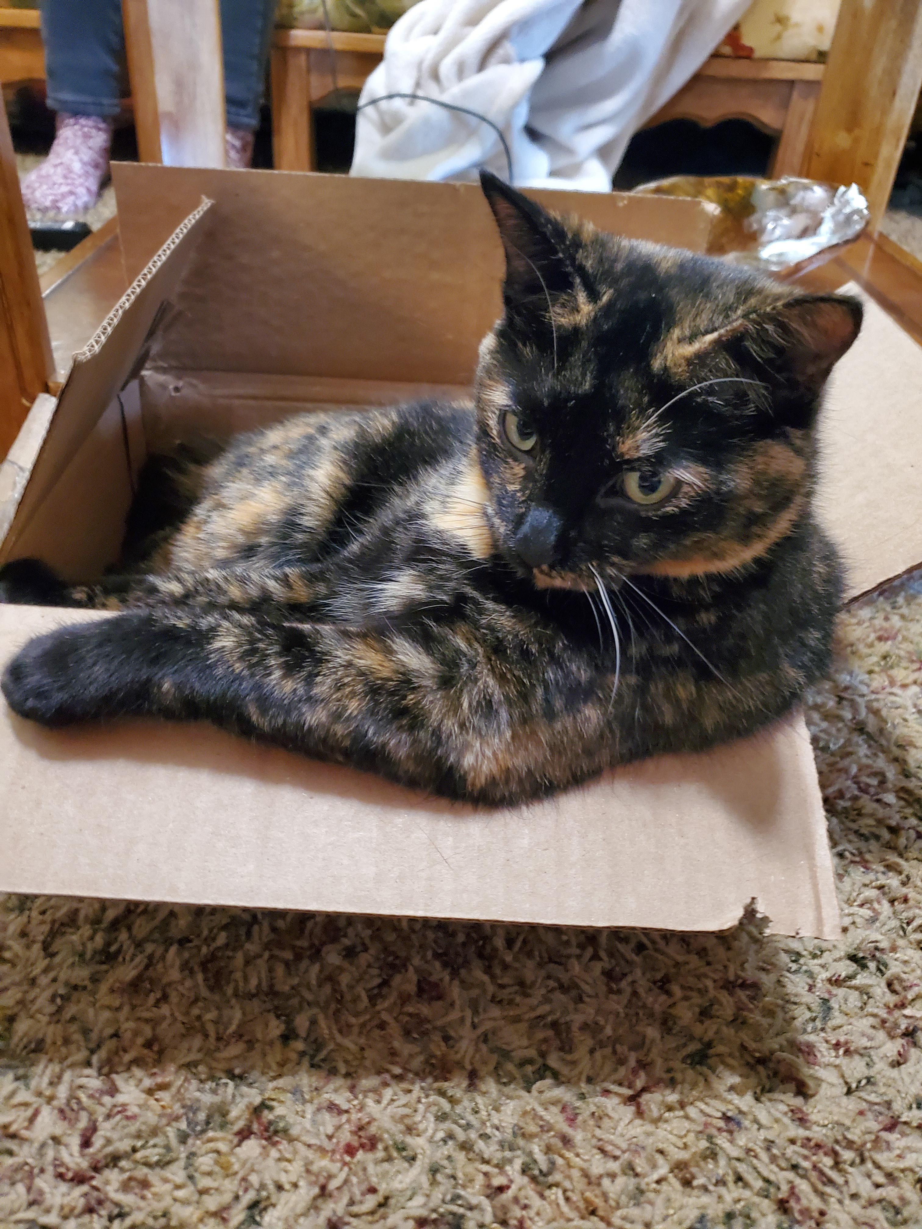 The Lounging Chonk | Scrolller