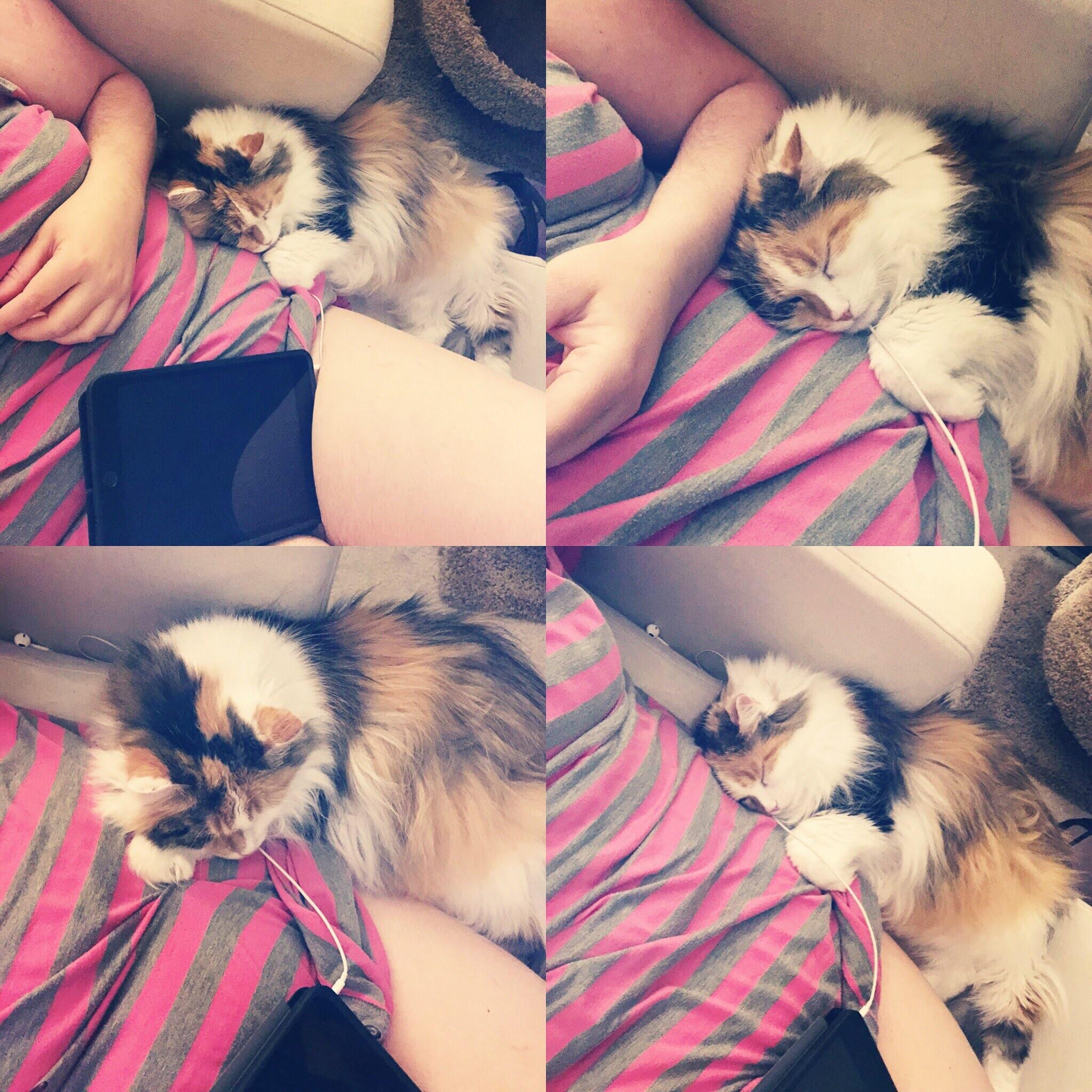 The love of a Calico Floof. | Scrolller