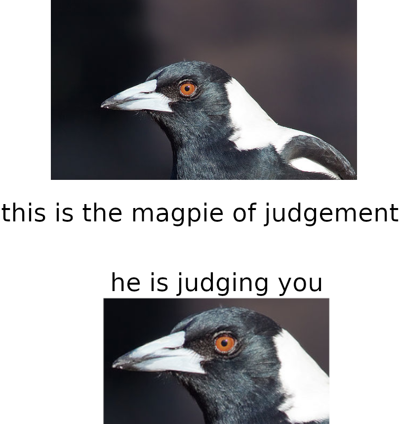 The Magpie Is Judging You | Scrolller