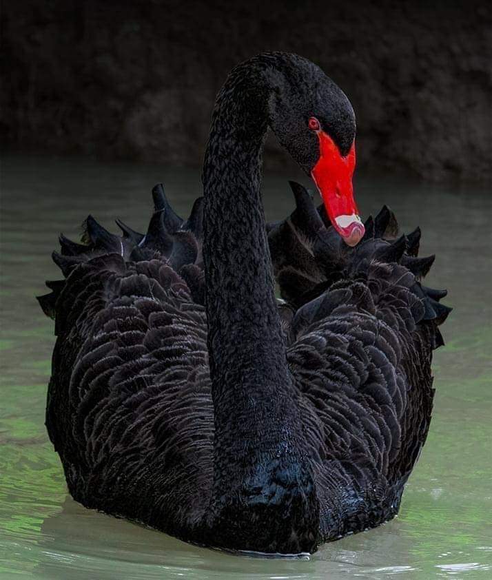 The Majestic Black Swan | Scrolller