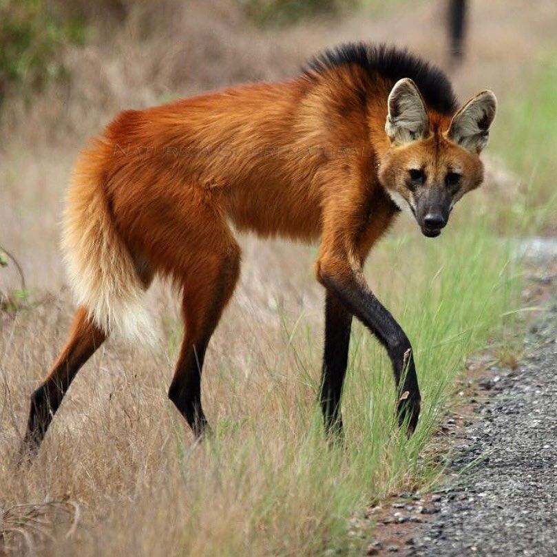 The Maned Wolf | Scrolller