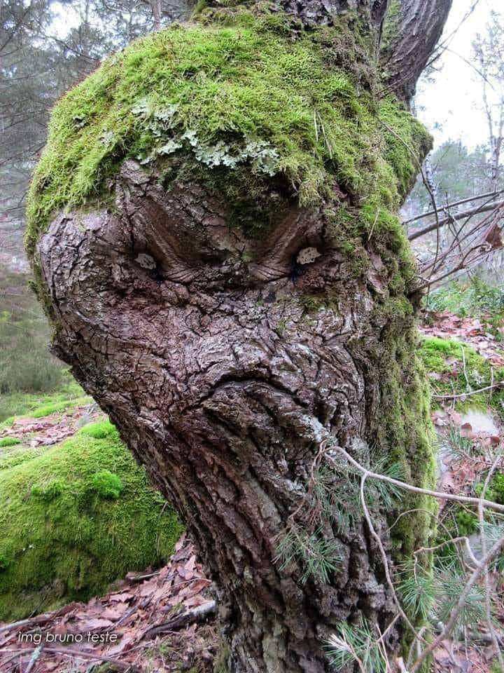 The most angry tree in the world 😂 | Scrolller