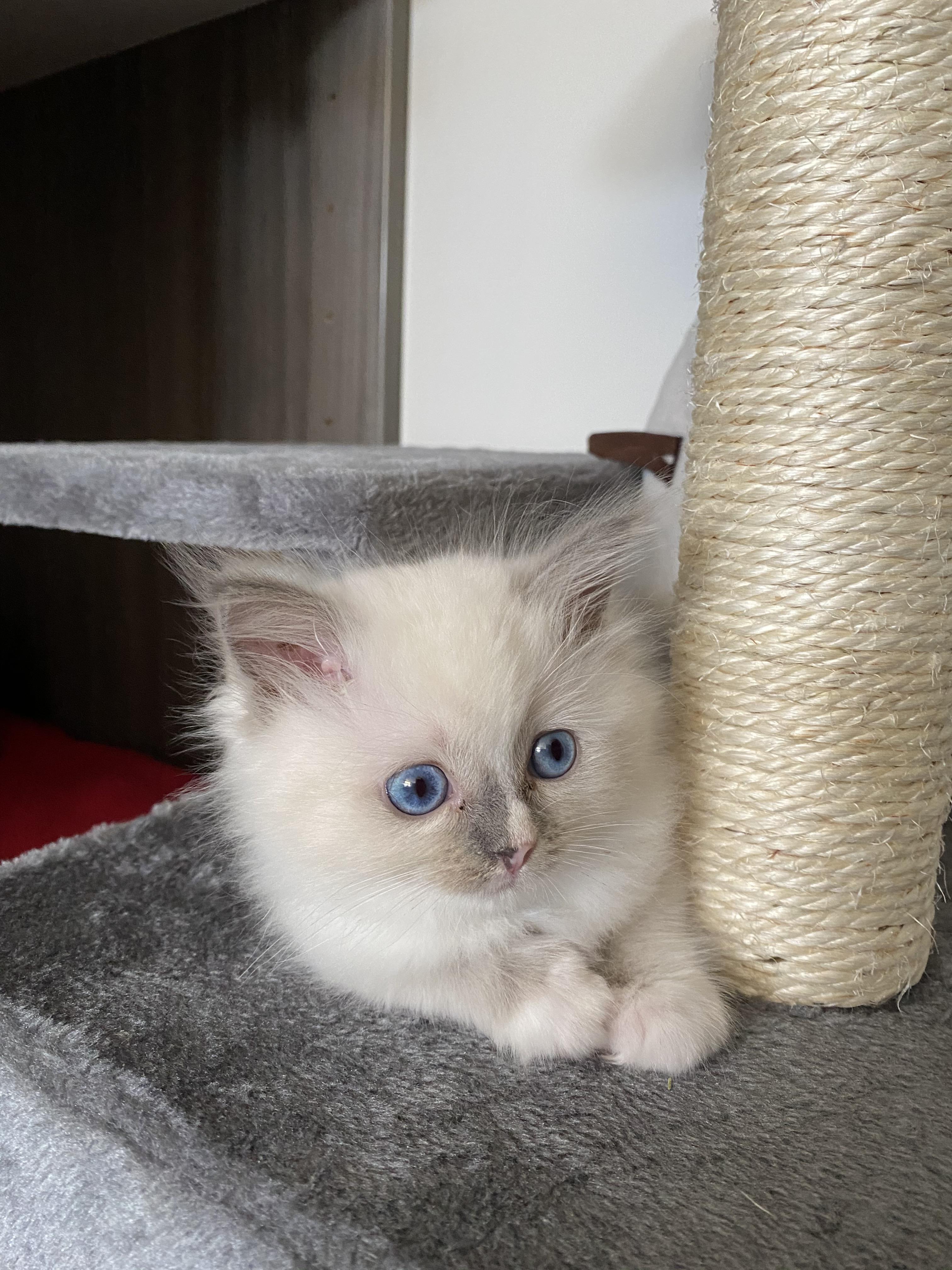 The new addition to our family, Rosie the 9 week old Ragdoll | Scrolller