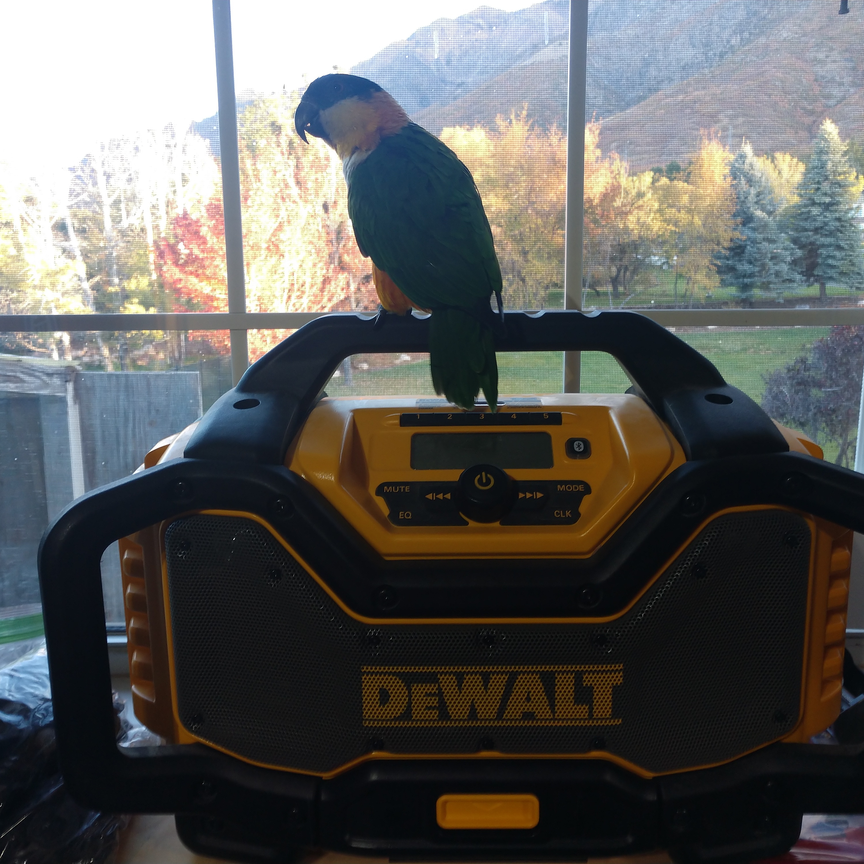 The new DeWalt 20-V Max parrot perch. Parrot not included. | Scrolller