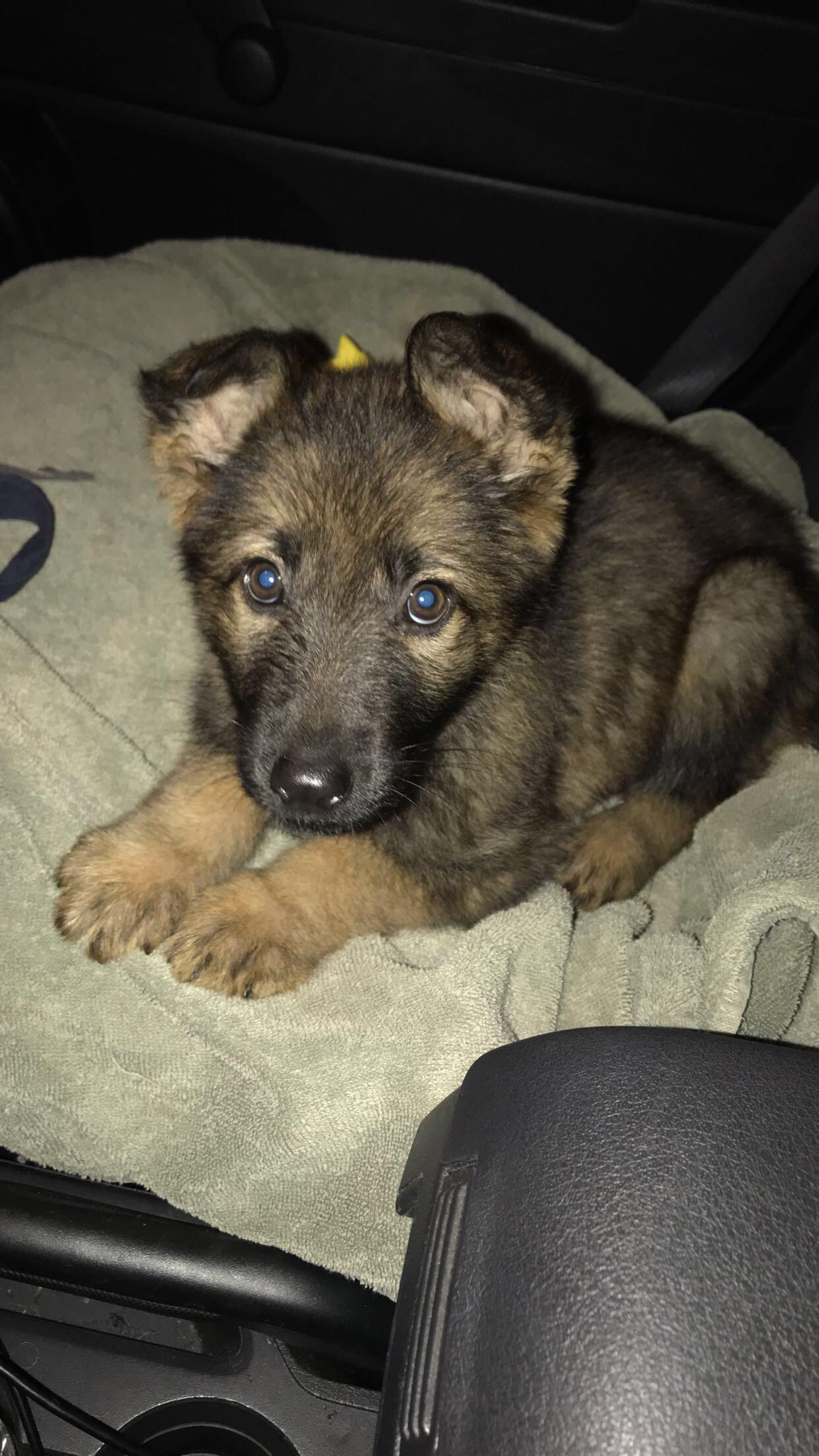 The newest addition to our GSD family. Meet Zaytoun (Arabic for Olive). | Scrolller