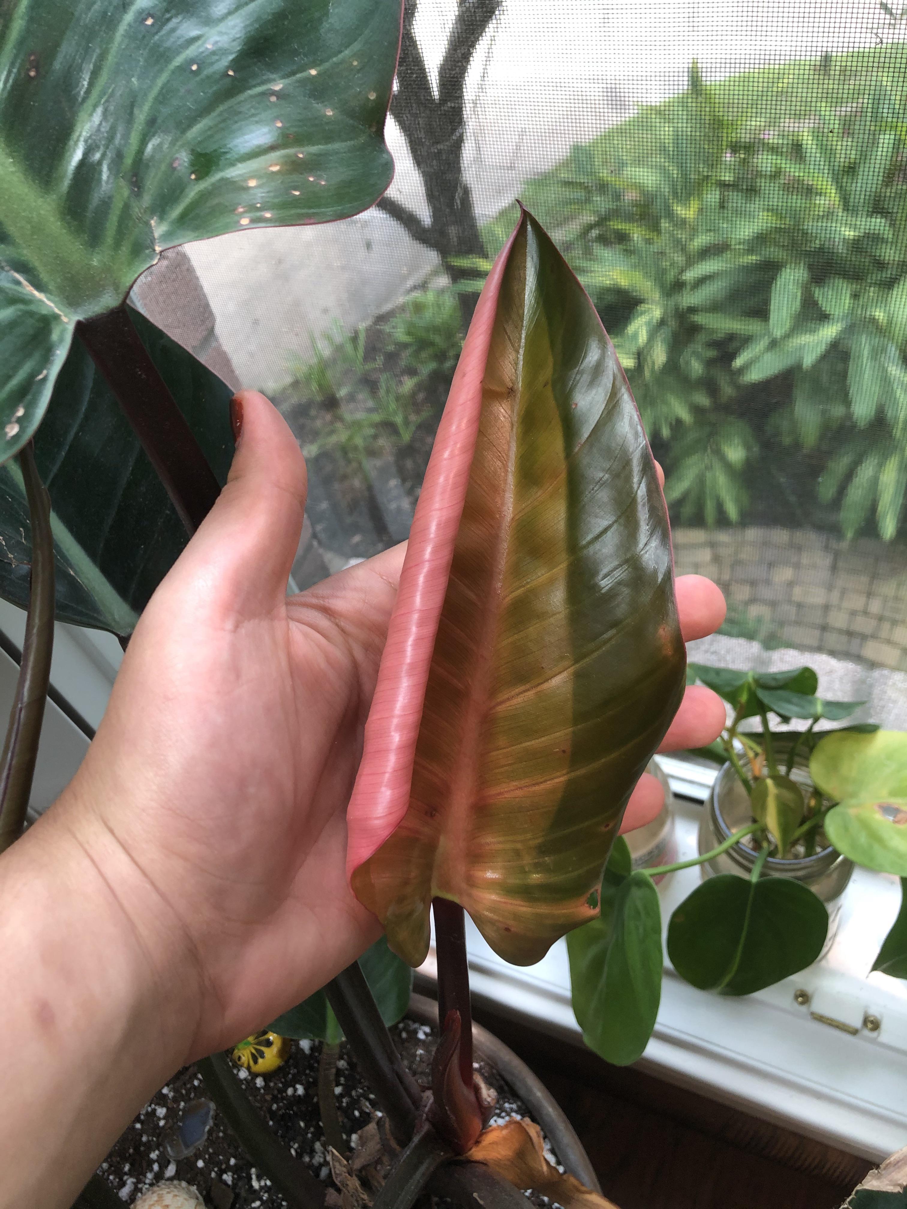 The newest leaf on my red Congo. #pinkcongo who? Jk that was a horrible scam. But I thought this ...