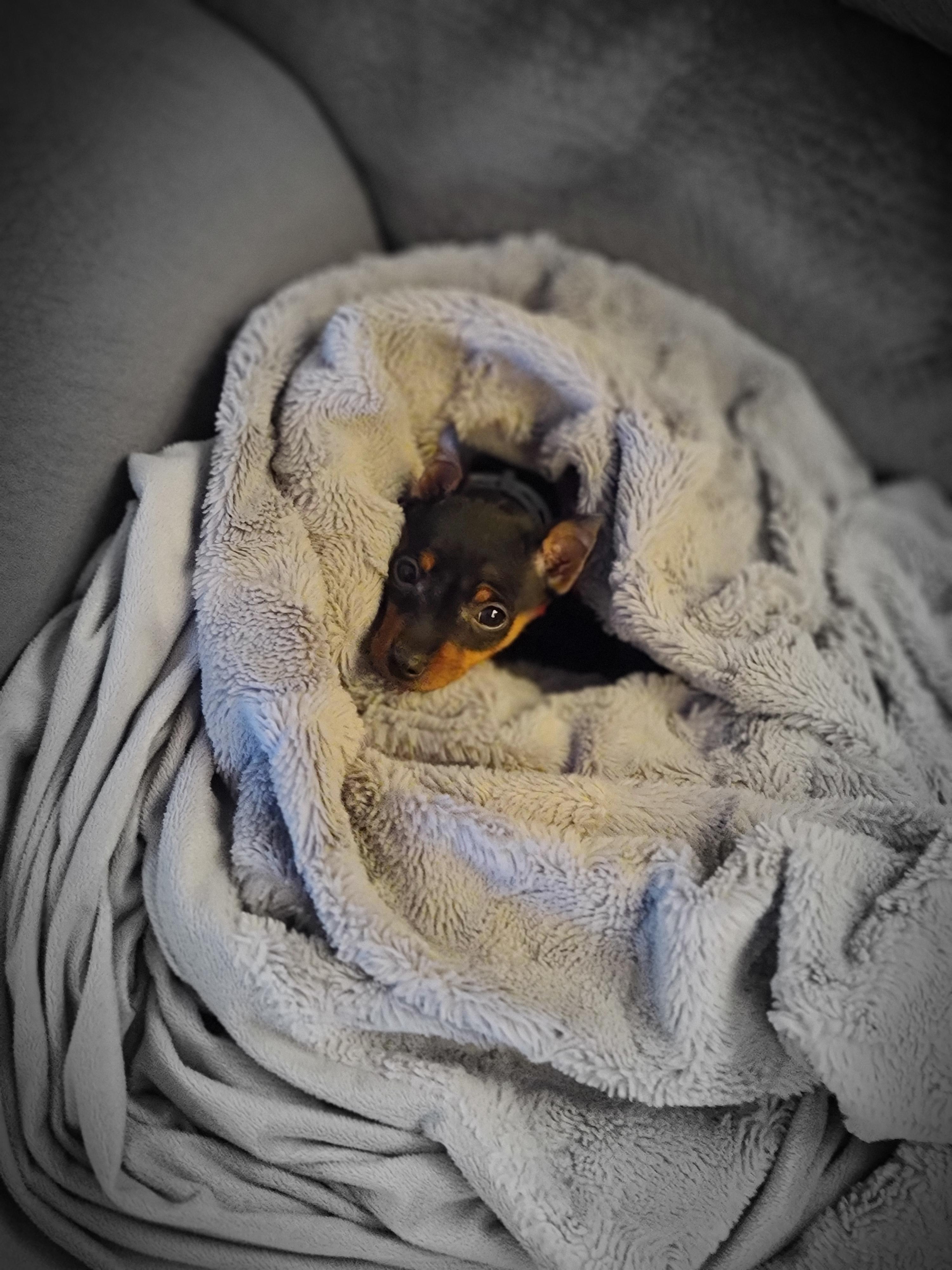 The newest member of our family, Roxy | Scrolller