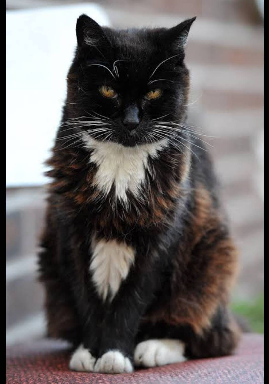 The oldest cat “creme puff” (1967-2005) | Scrolller