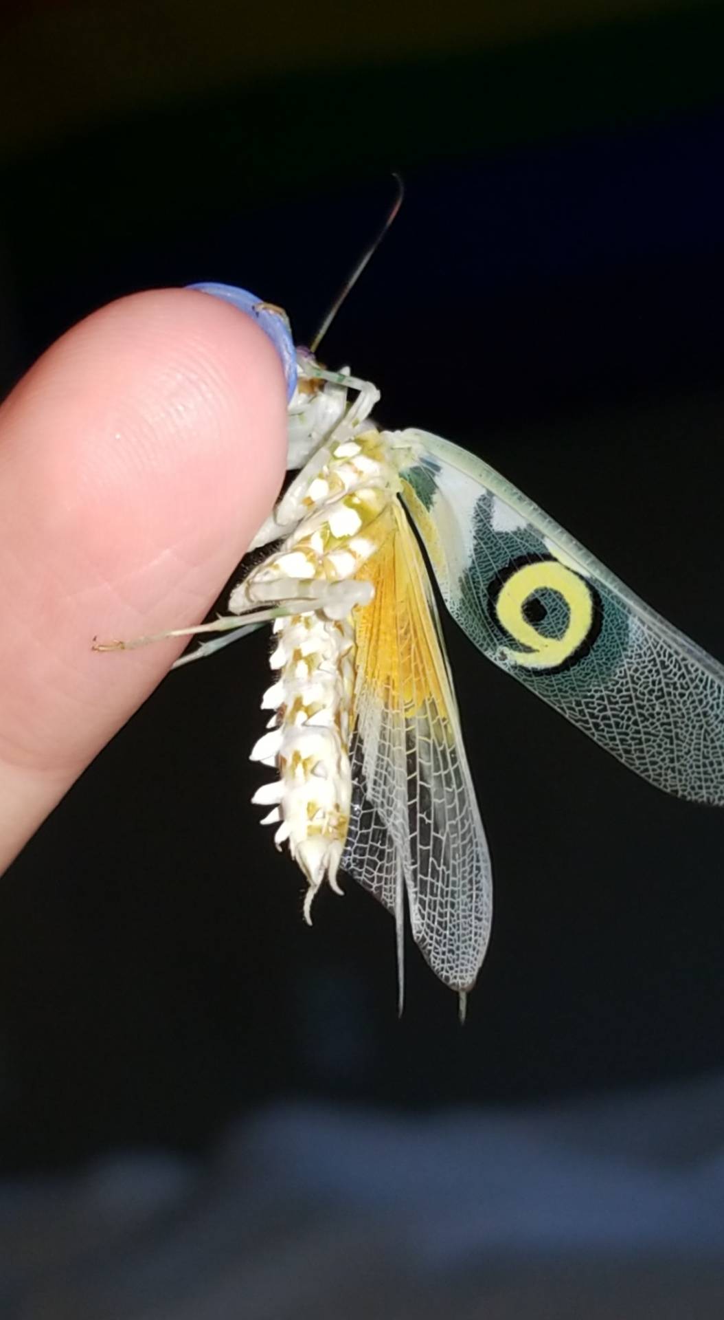 The pattern on my Spiny Mantis's wings. | Scrolller