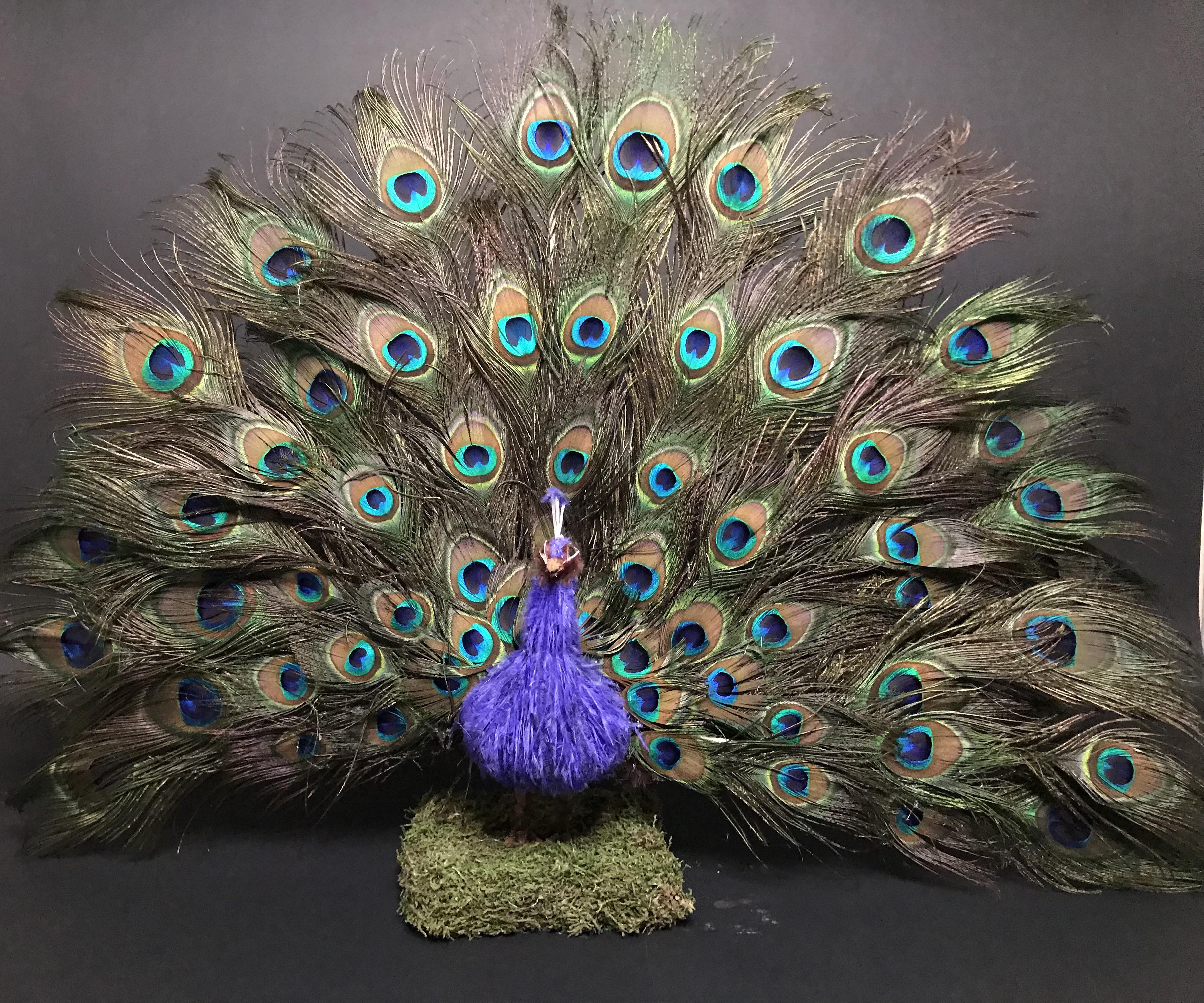 The Peacock, me, feathers, 2021 | Scrolller