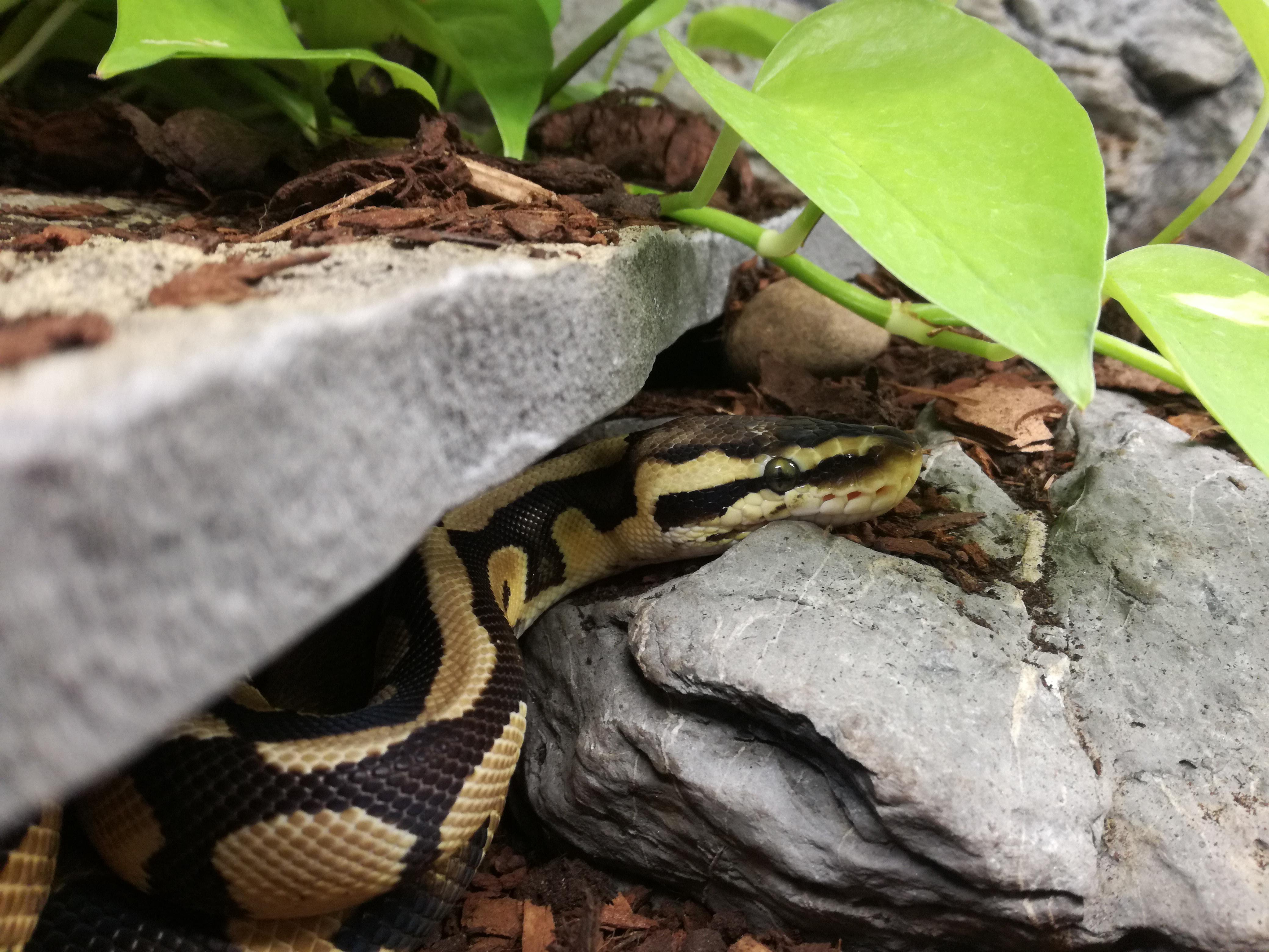 The perfect headrest for a tired snek | Scrolller