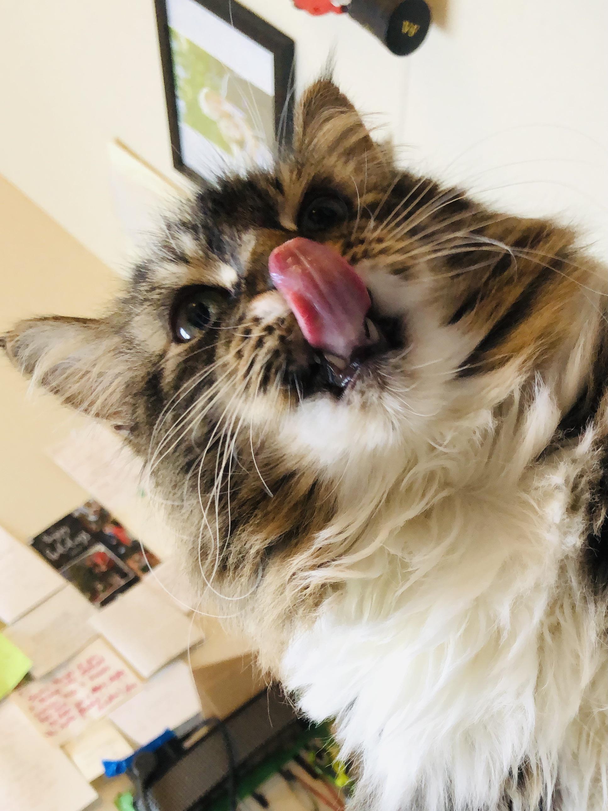 The perfect tongue shot | Scrolller