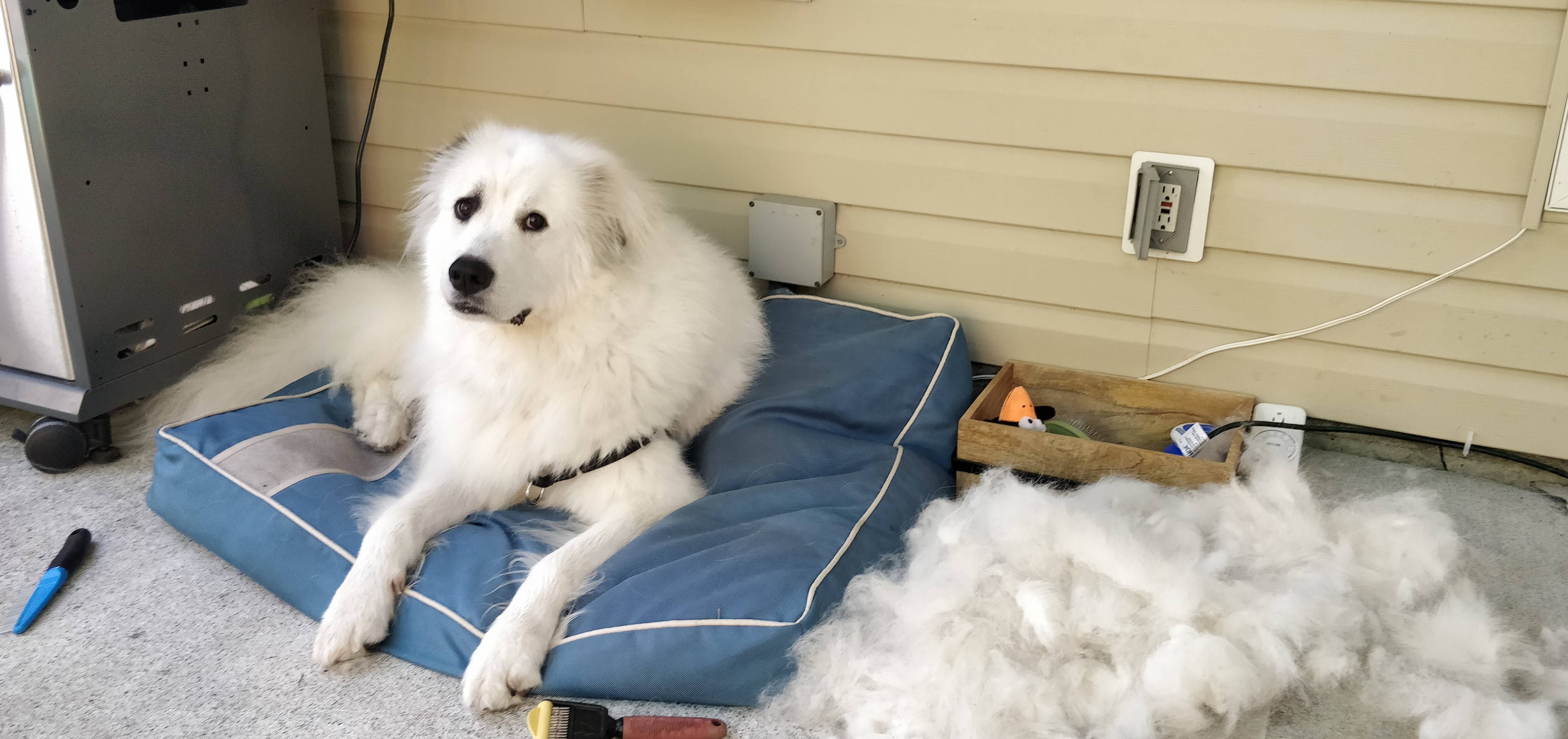 The pile of floof *before* our trip to the groomers | Scrolller