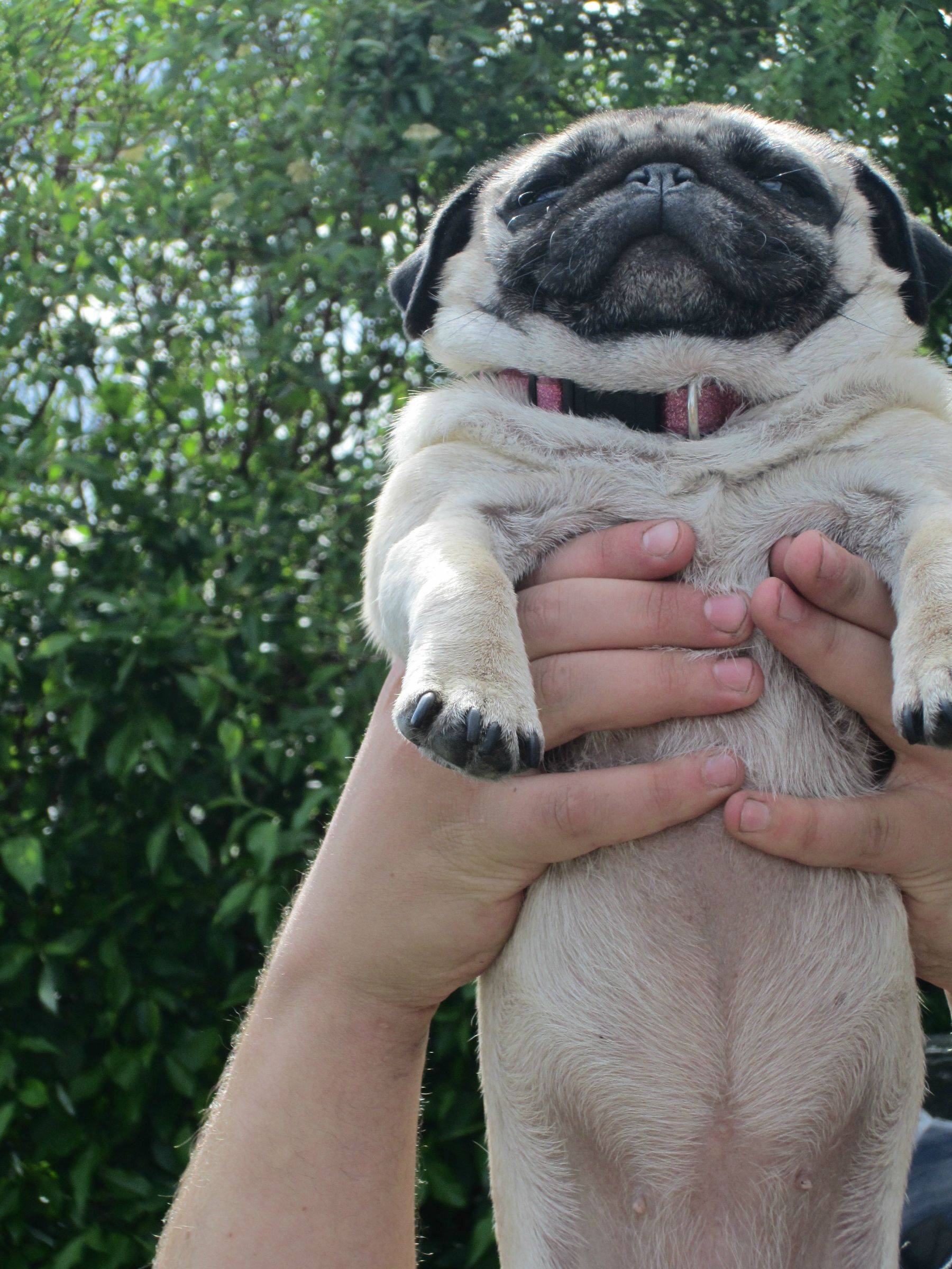 The Pride Of Pug Rock | Scrolller