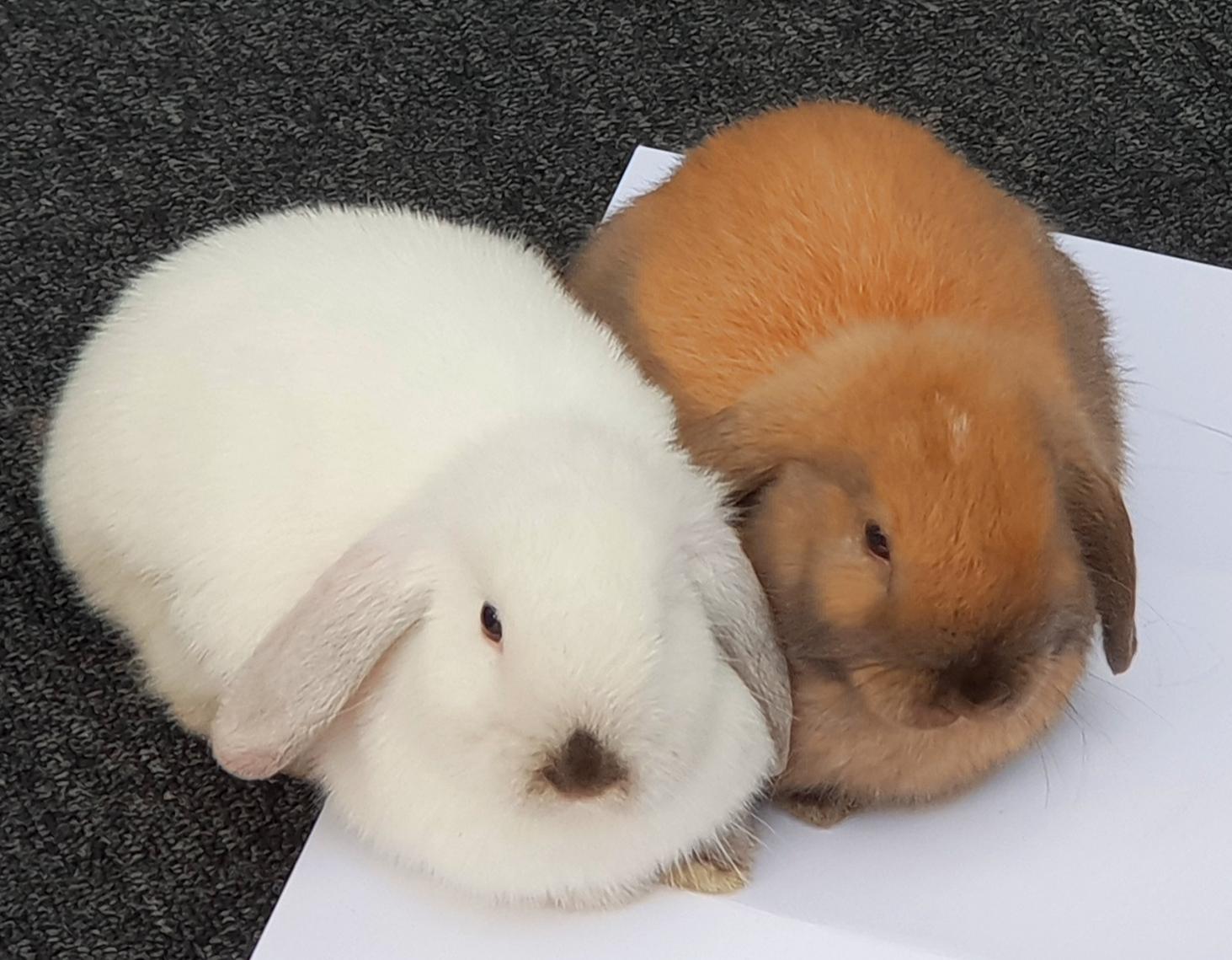 The rare double loaf | Scrolller