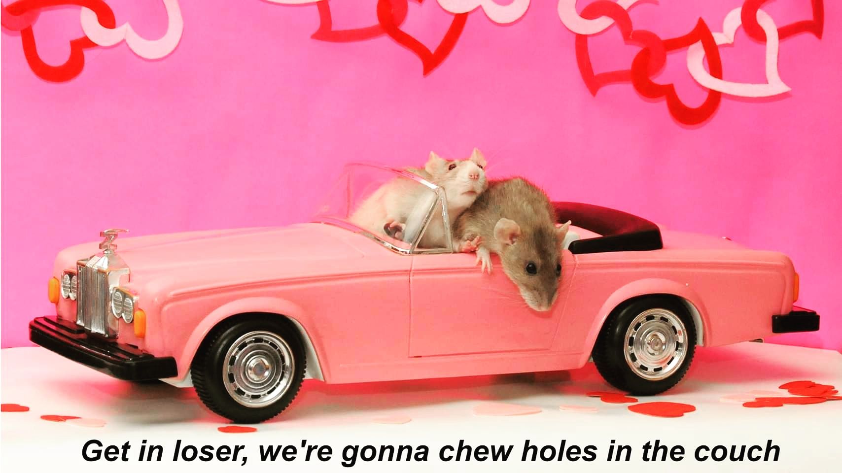 The rats got new wheels! | Scrolller