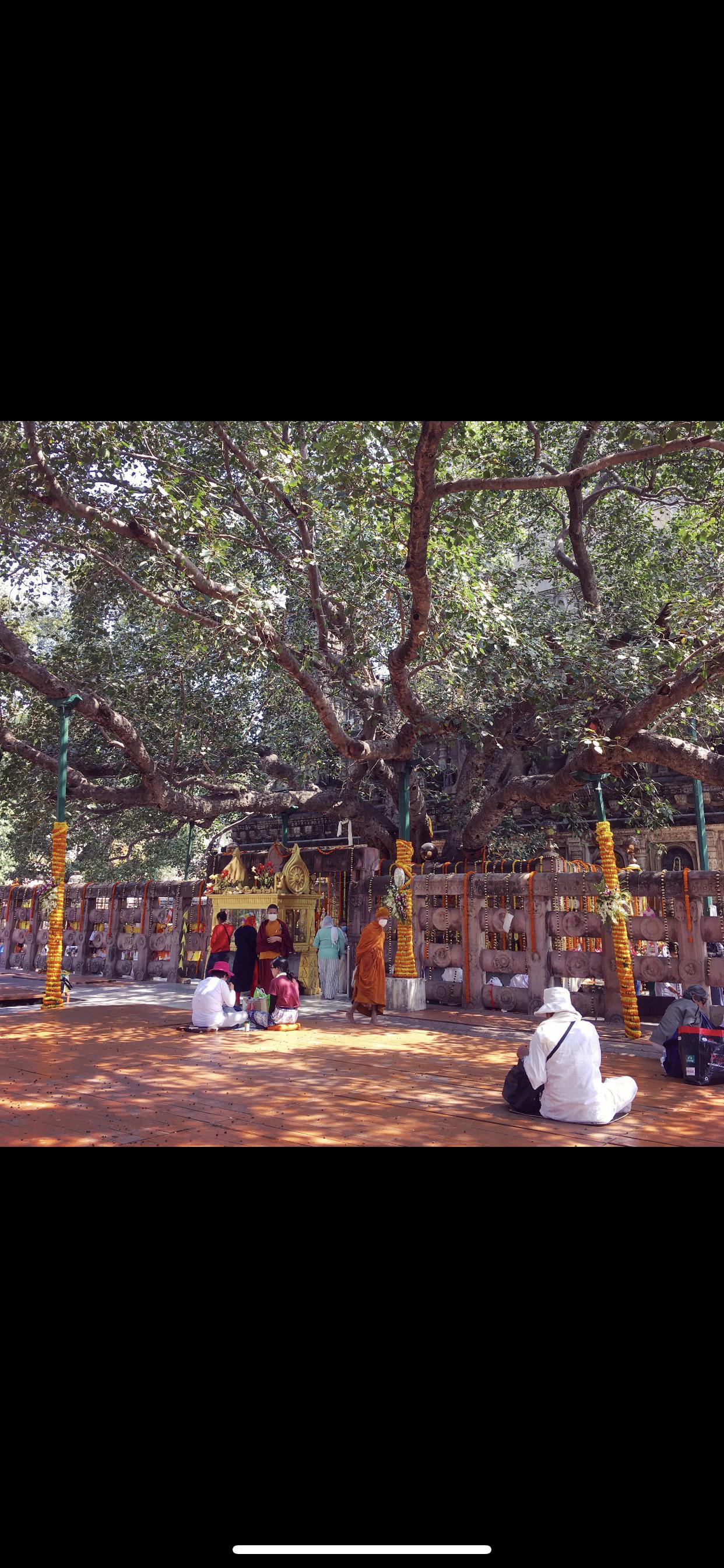 "THE" real Bodhi tree where Buddha achieved Nirvana 🙏🏽☮️ | Scrolller