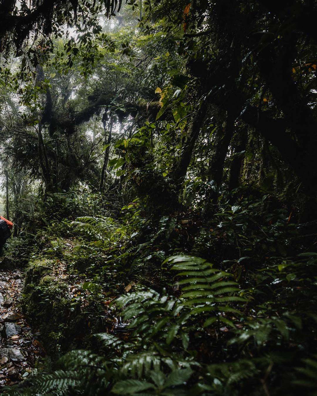 The real jungle!! | Dutch Adventurers | Boquete, Chiriqui, Panama | Scrolller