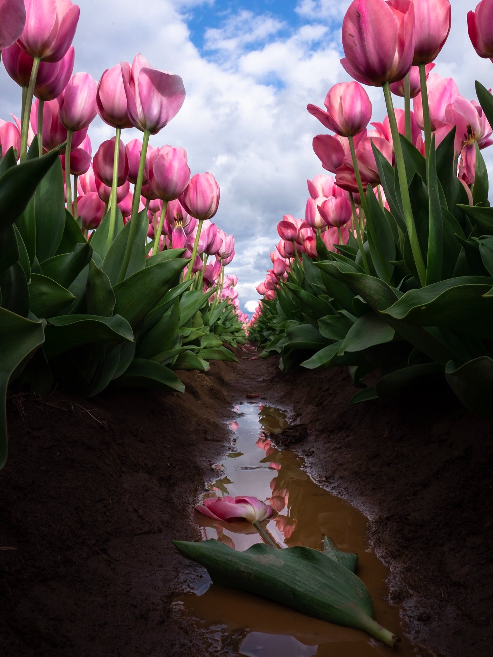 The Reign of Colossal Tulips | Scrolller
