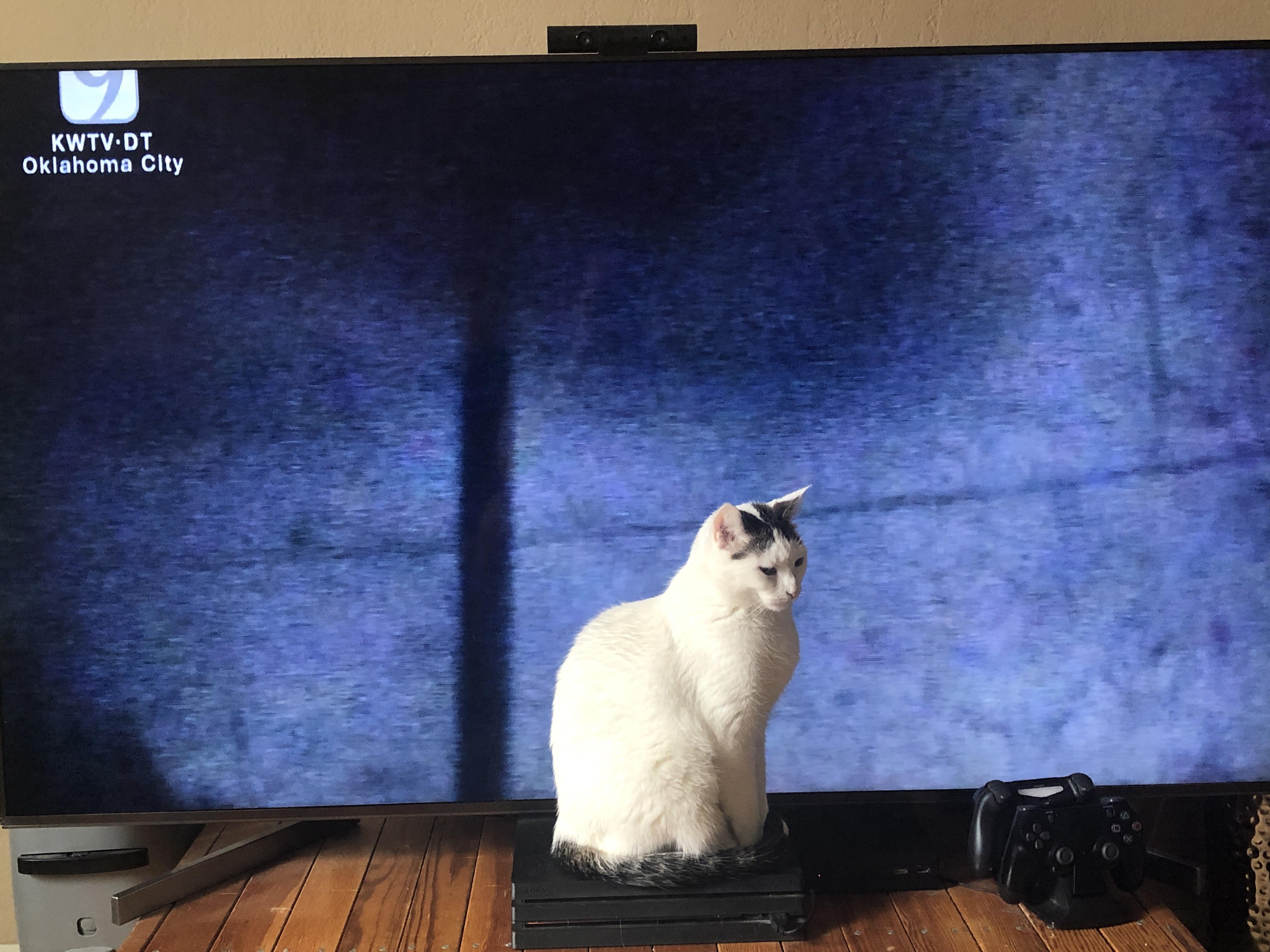The remote won’t work when he decides to sit here... | Scrolller The remote won’t work when he decides to sit here... | Scrolller
