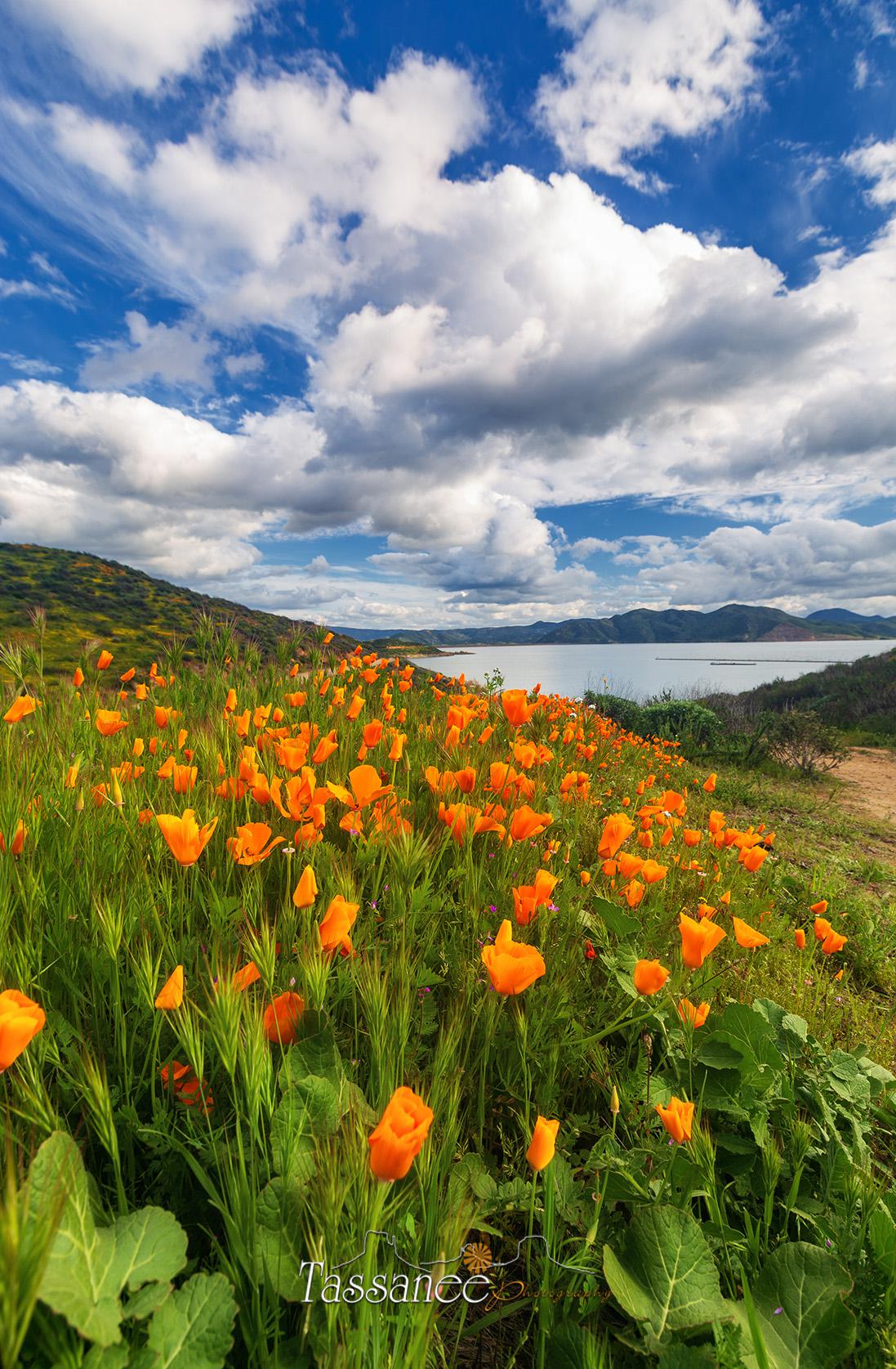 The Revival [OC] | Scrolller