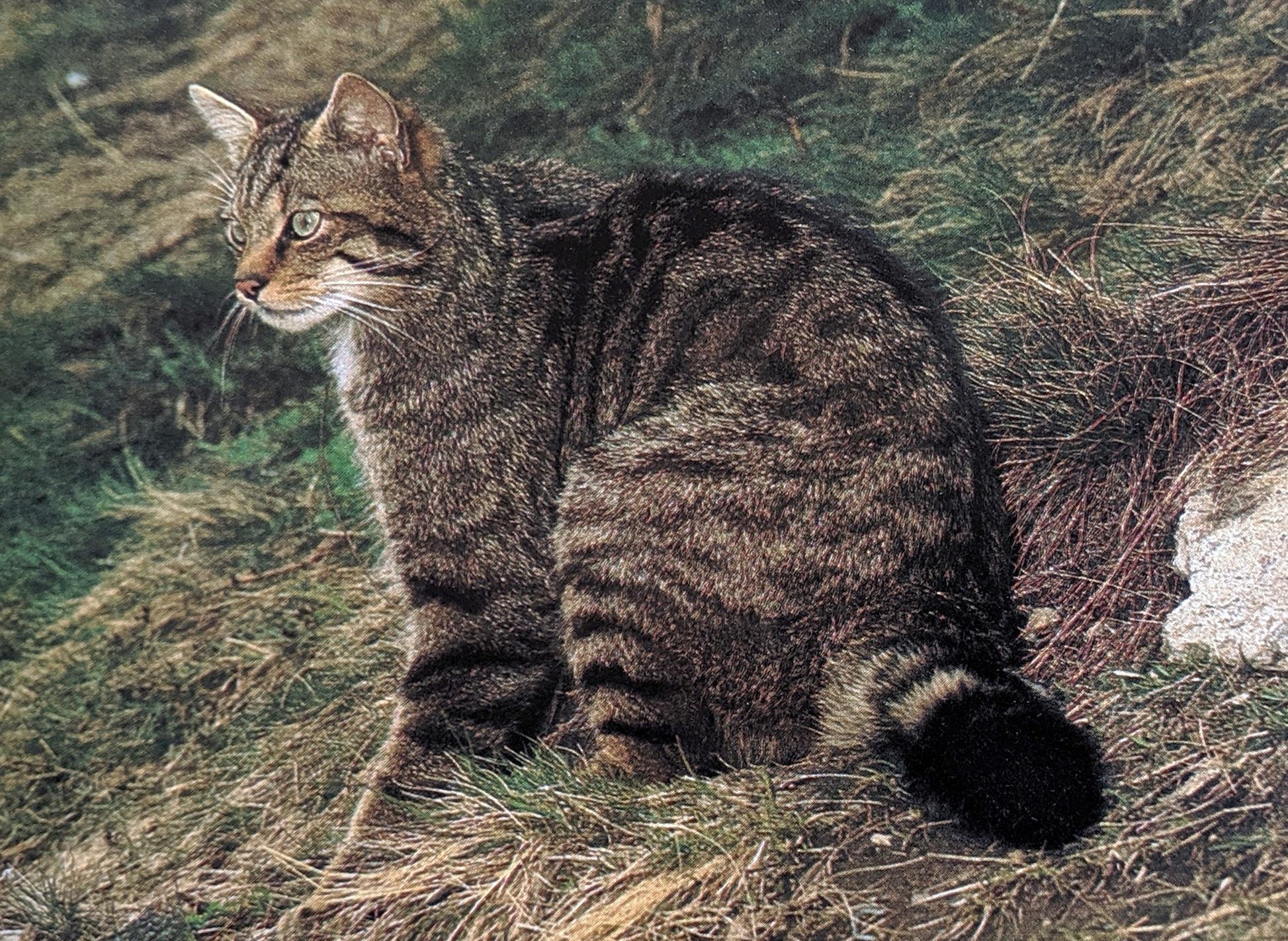 The Scottish wild cat (Felis sylvestris). | Scrolller