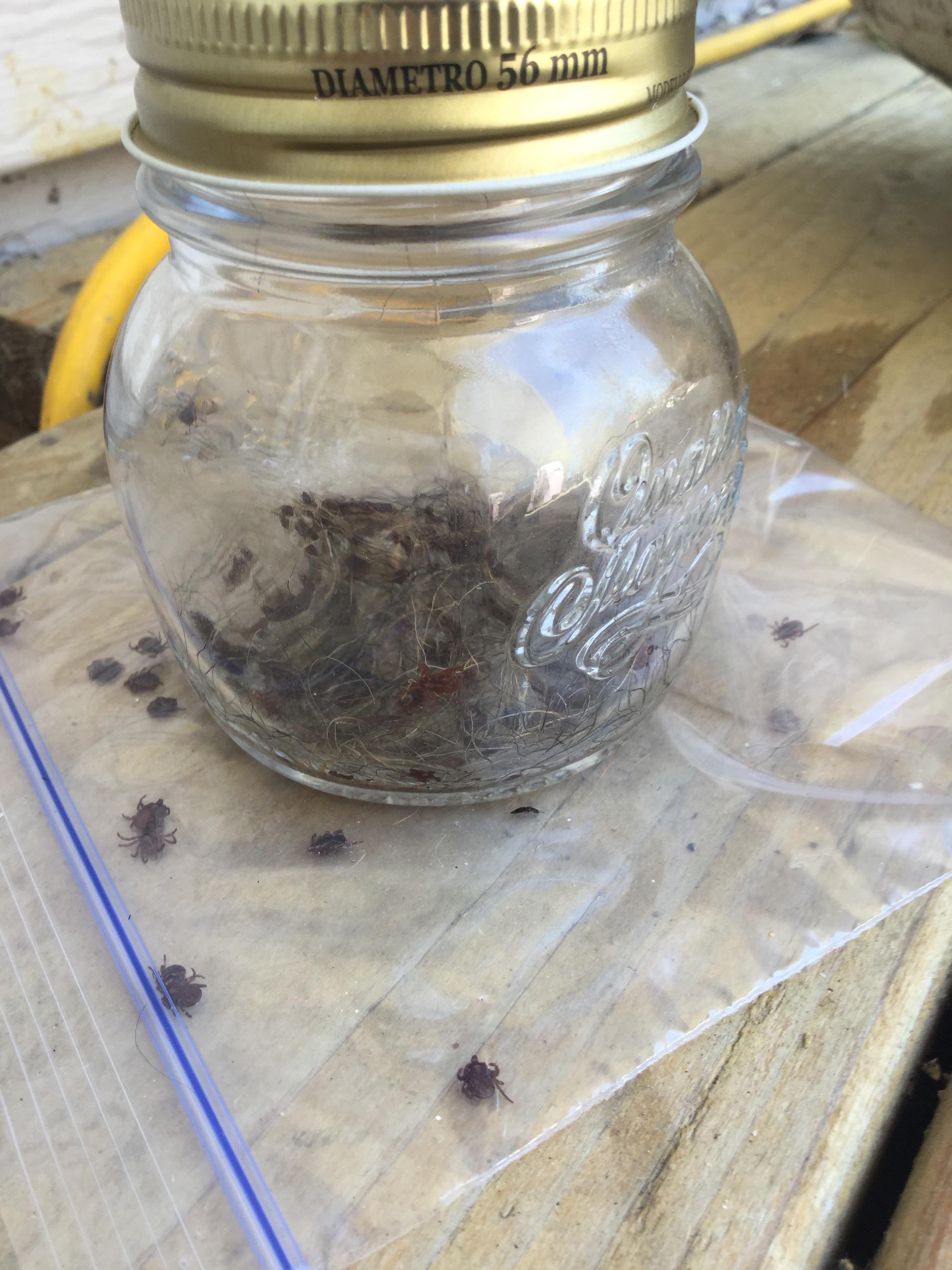 The sheer amount of ticks that were pulled off of my dog | Scrolller