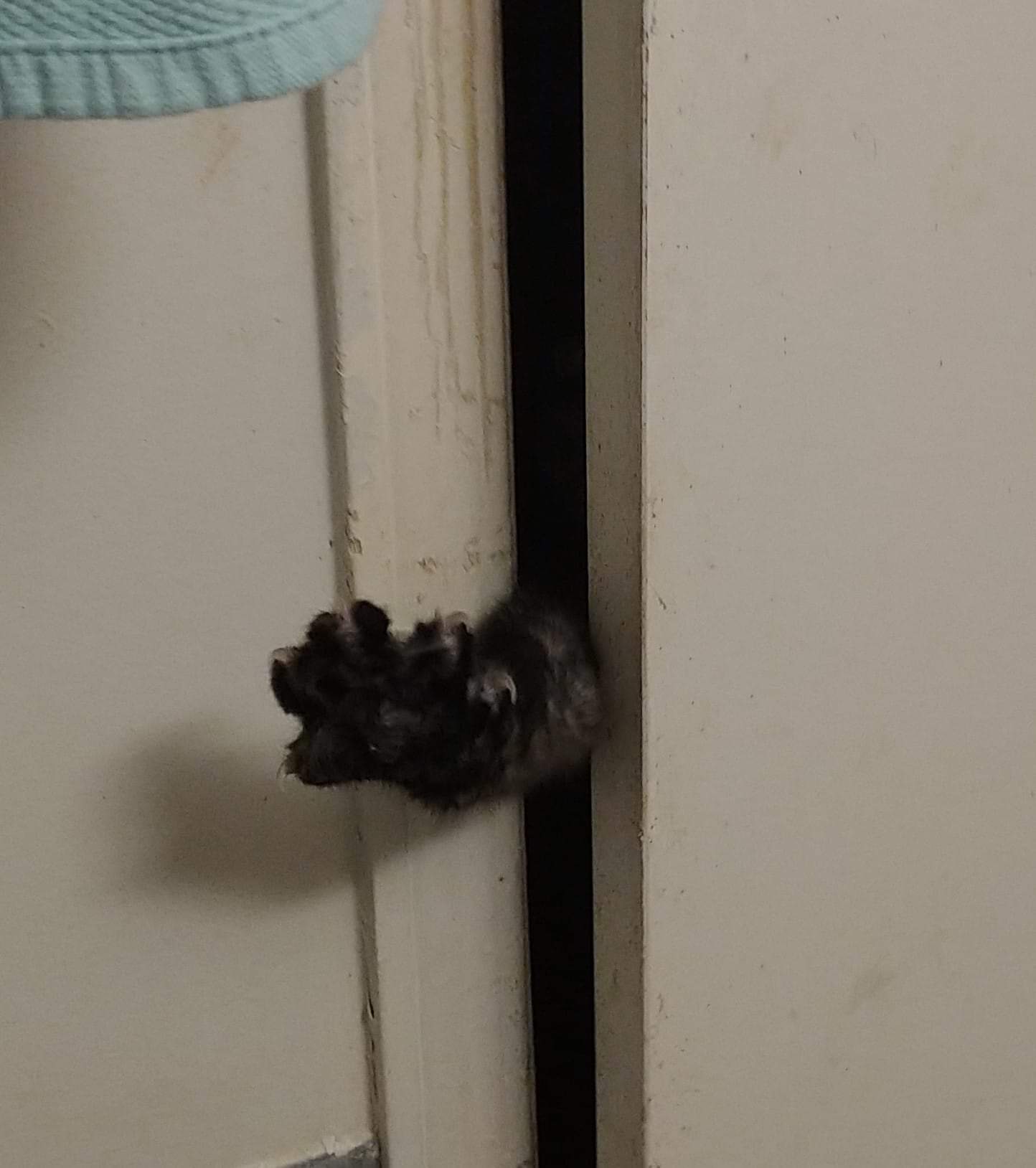 The Shining toebeans | Scrolller